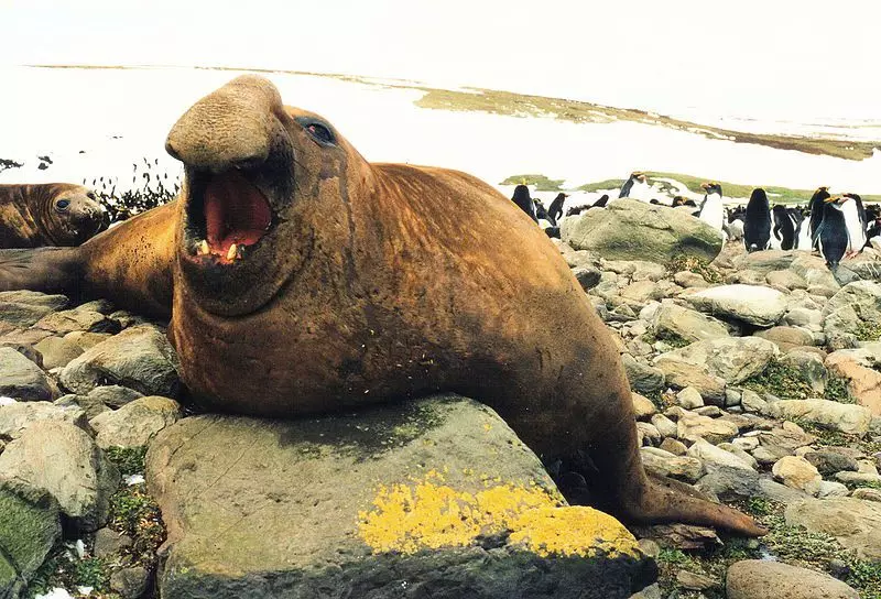 elefante marino del sur