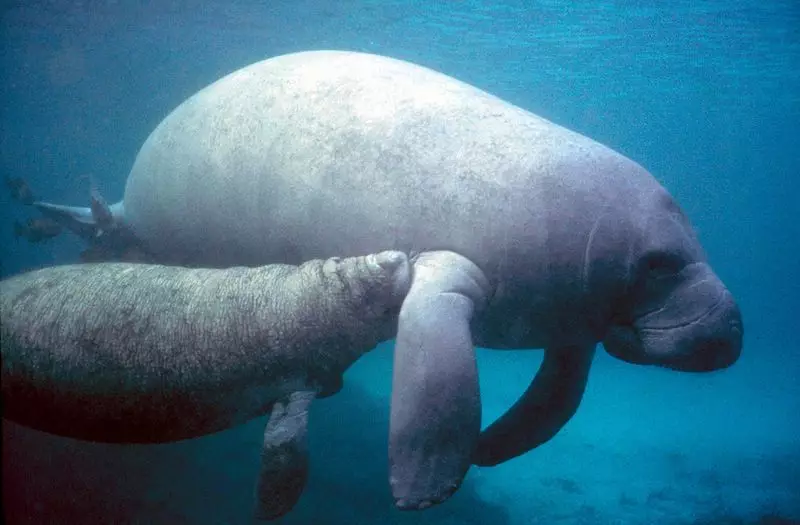 West-Indische Manatee