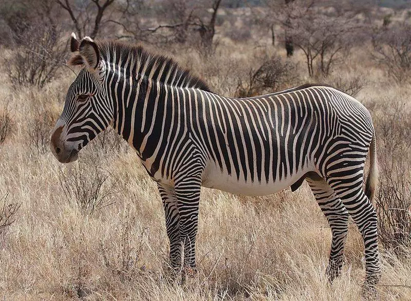 zebra na grevy