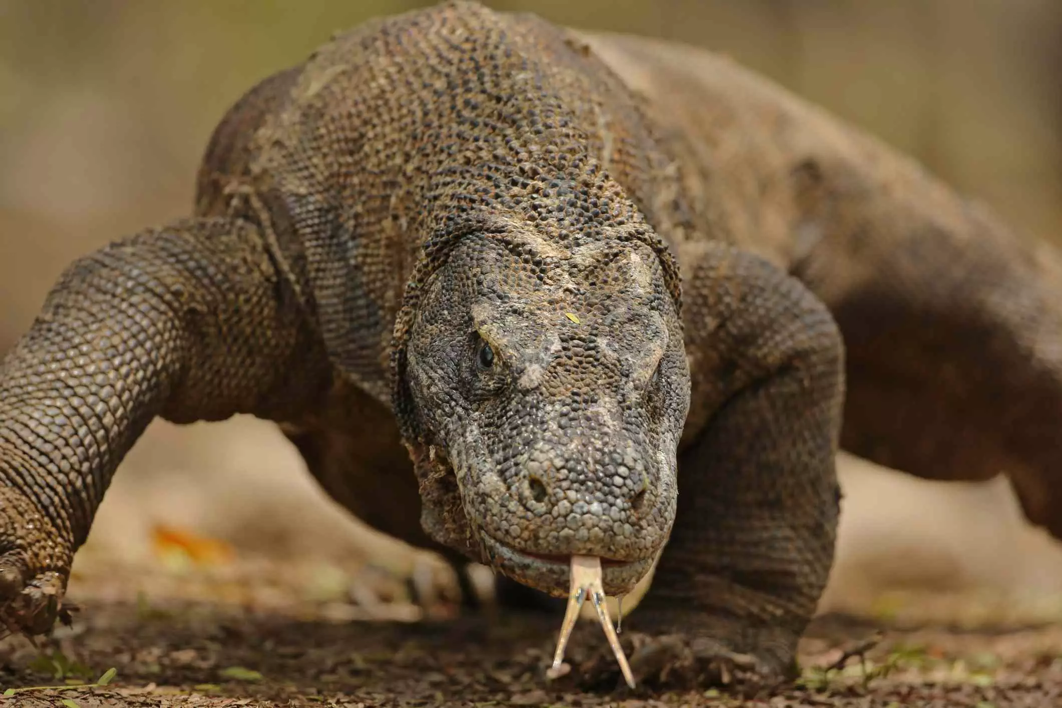 Portret Komodo zmaja izbliza - otok Komodo, Indonezija