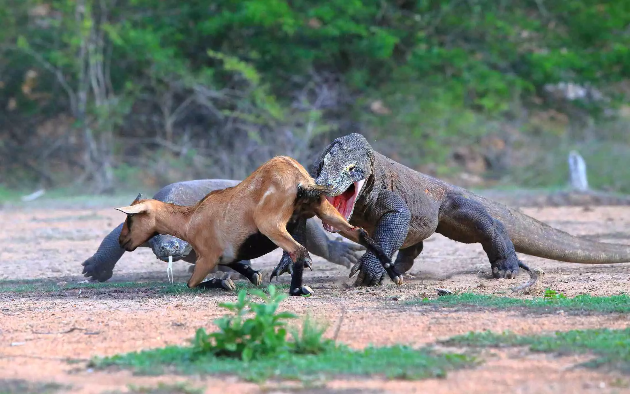 Et par komodo-drager som jakter på en antilope i Borneo, Indonesia