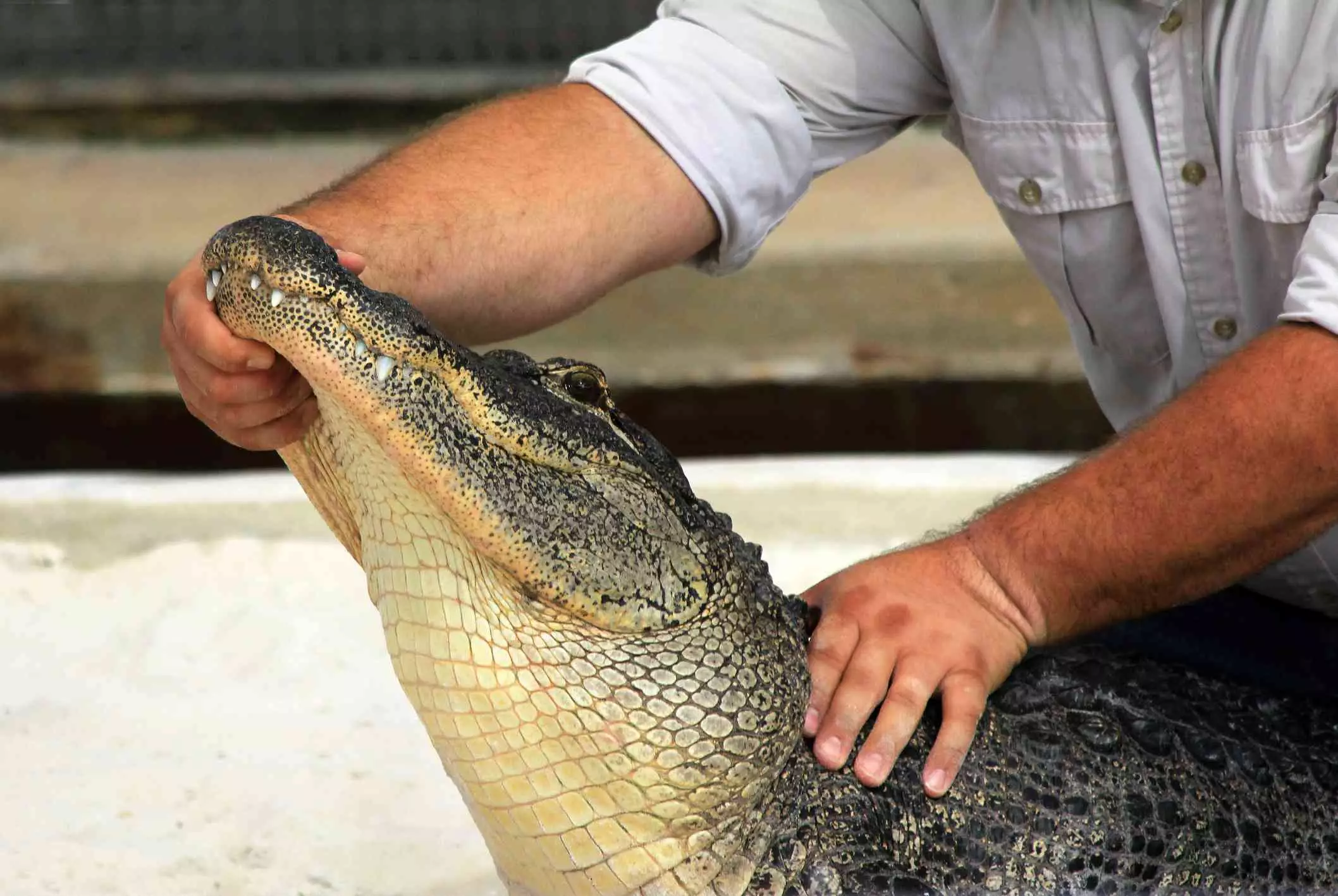 Gyzykly hakykat: Alligator agzyny güýç bilen ýapsa-da, agzy ýapylanda eňekleri gaty ejiz.
