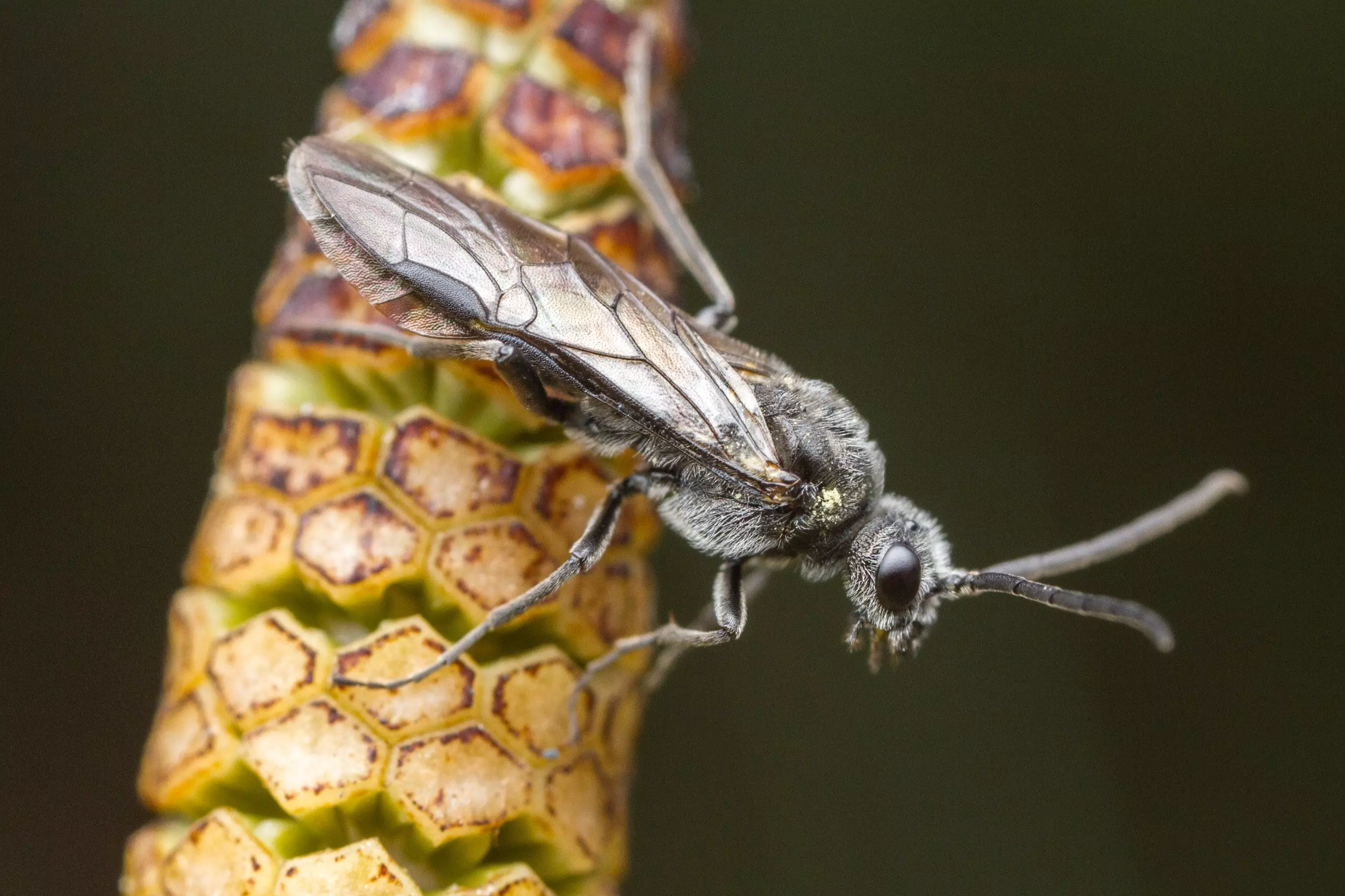 Sawflies چیست؟ یاد بگیرید که این زنبورهای بی نیش را شناسایی کنید