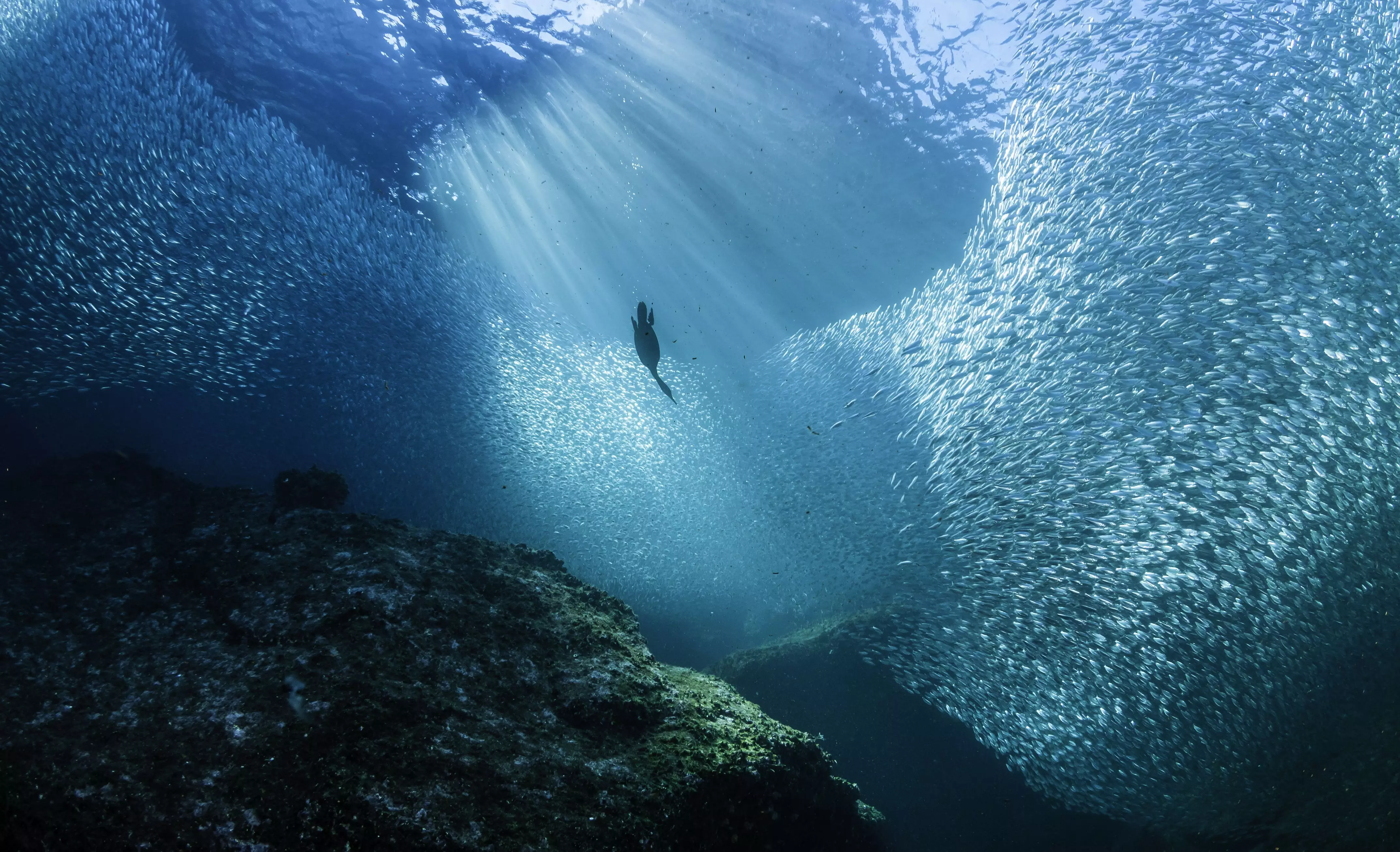 Buceo en peces de cebo