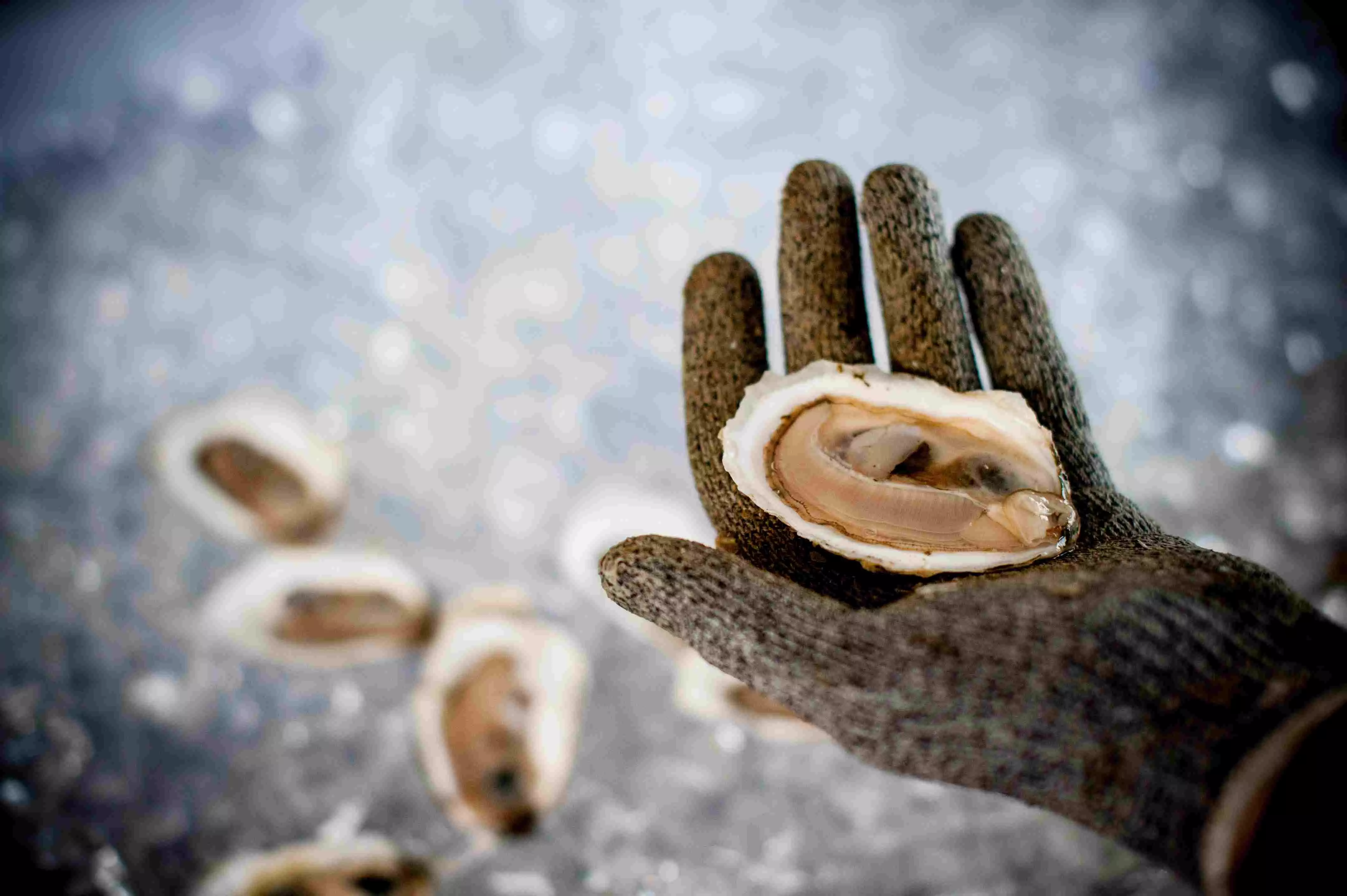 Hand shucking oyster, idzo mhuka dziri panjodzi yegungwa acidification