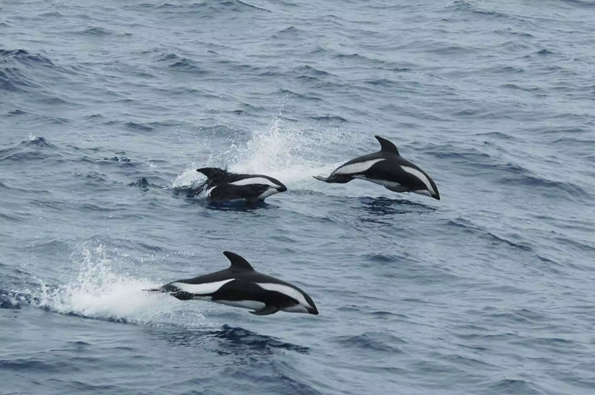 Hourglass Dolphins i Drake Passage