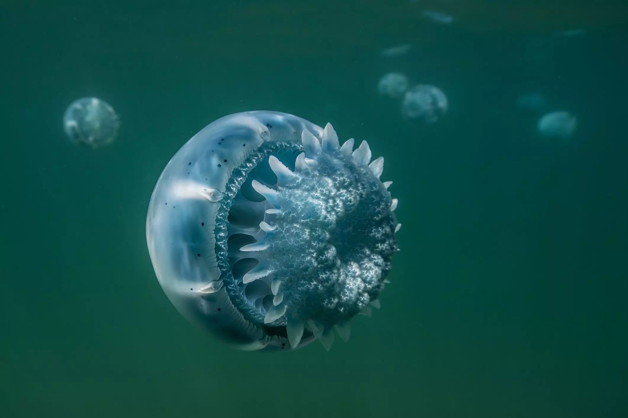 Cannonball jellyfish daga Baja California