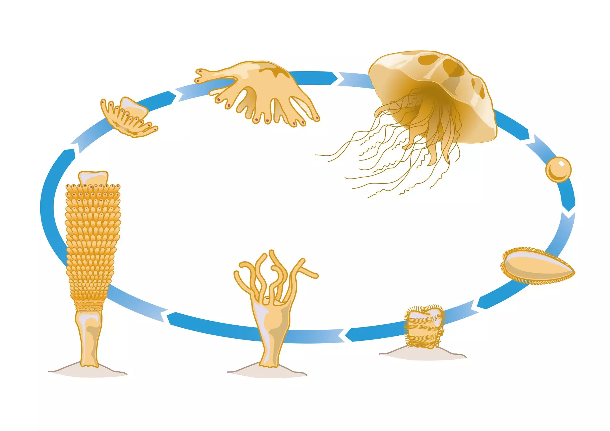 Cicle de vida de les meduses