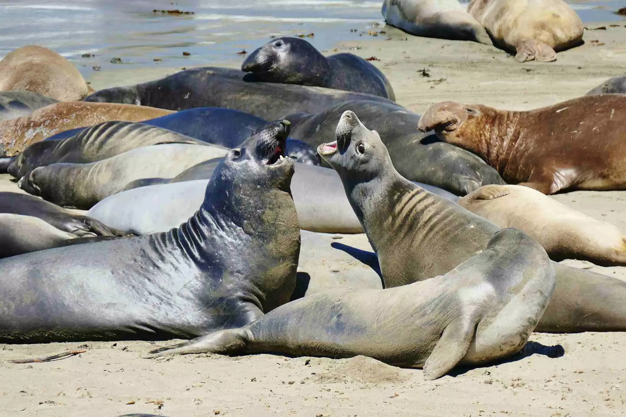 Elephant Seal sa San Simeon