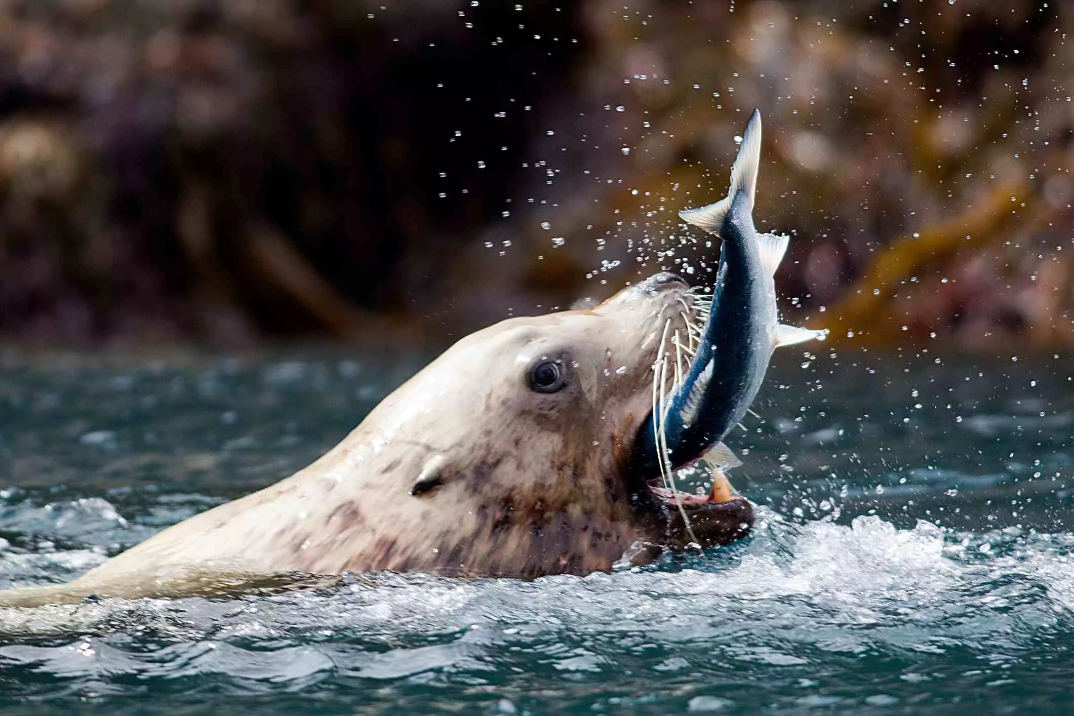 Nanghuhuli ng isda ang Sea Lion