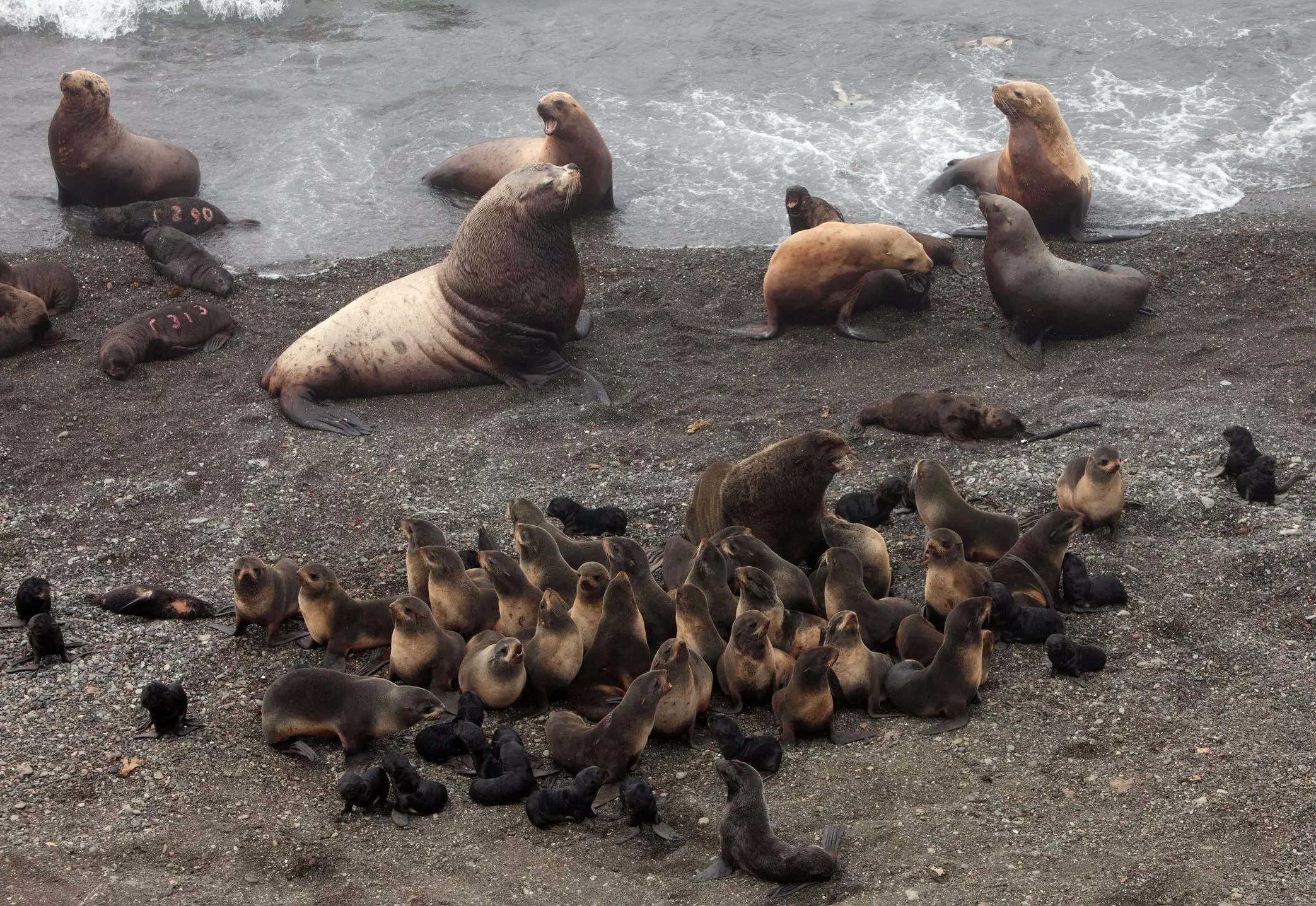 Sagol sa Steller's sea lion nga mga laki (mas dako, luspad nga mga linalang) ug amihanang fur seal, dugang mga nati ug baye sa duha ka espisye.