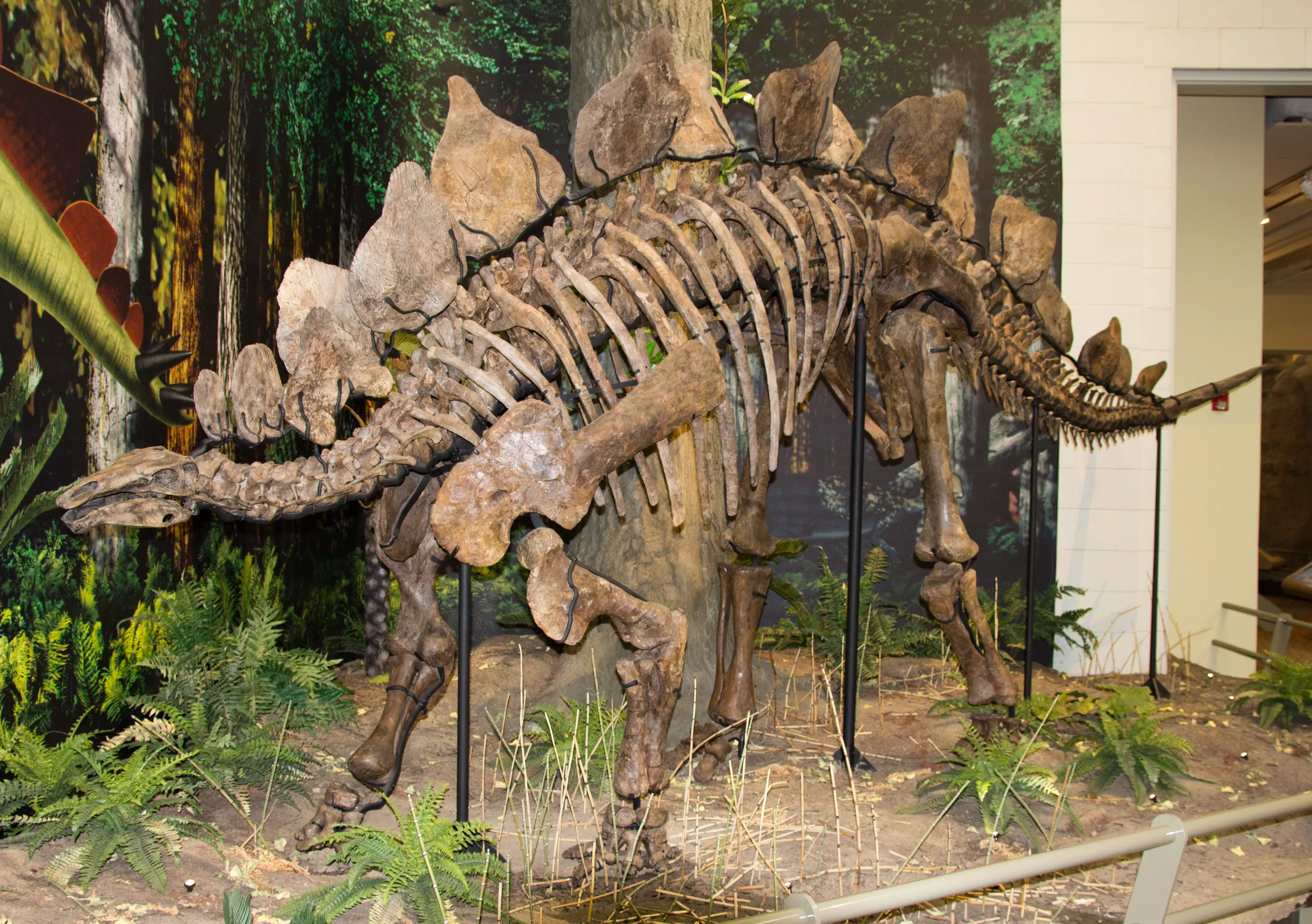 Pittsburgh၊ Pennsylvania ရှိ Carnegie သဘာဝသမိုင်းပြတိုက်ရှိ Stegosaurus အရိုးစု