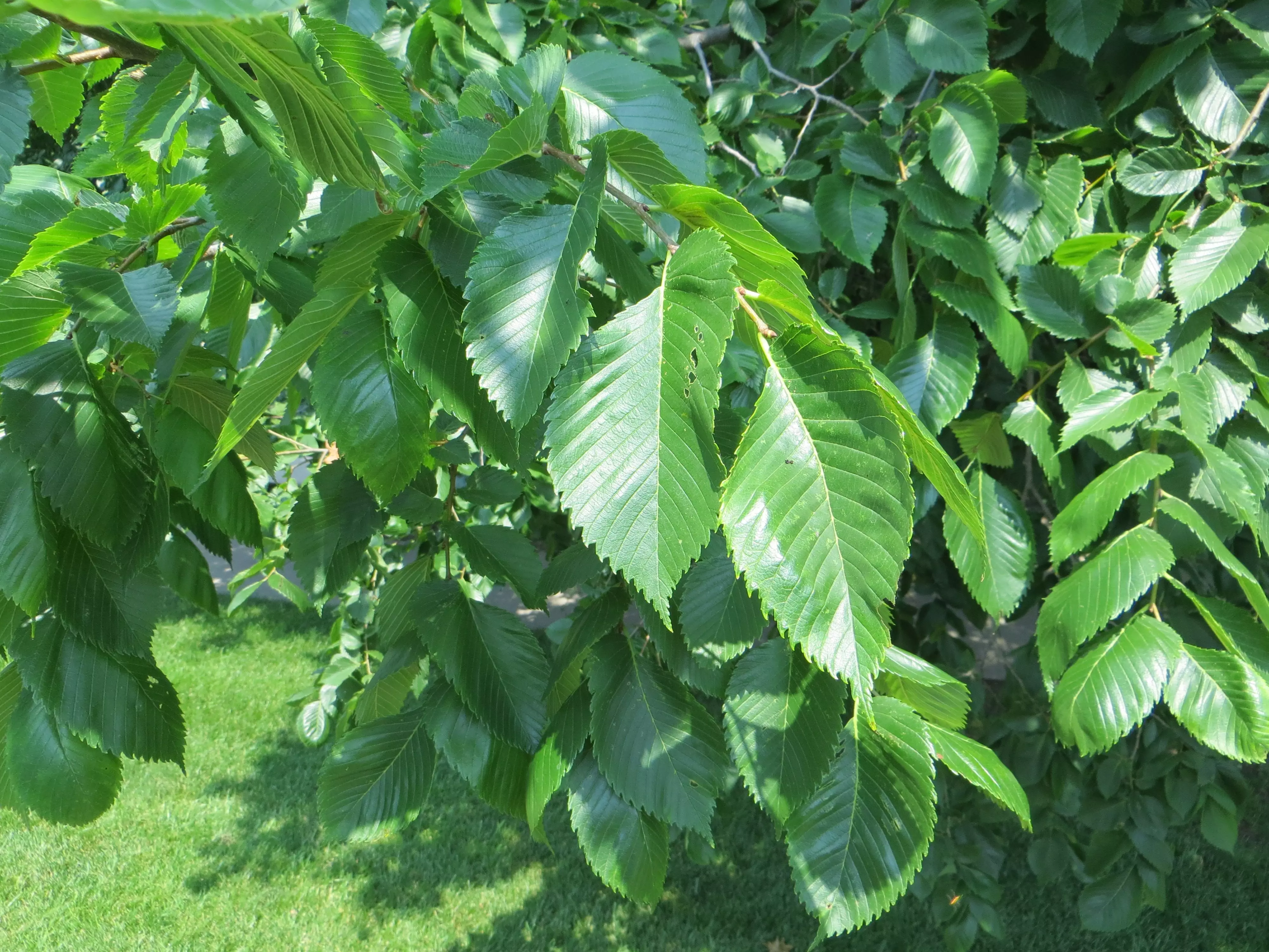 Rock elm ni Nebraska