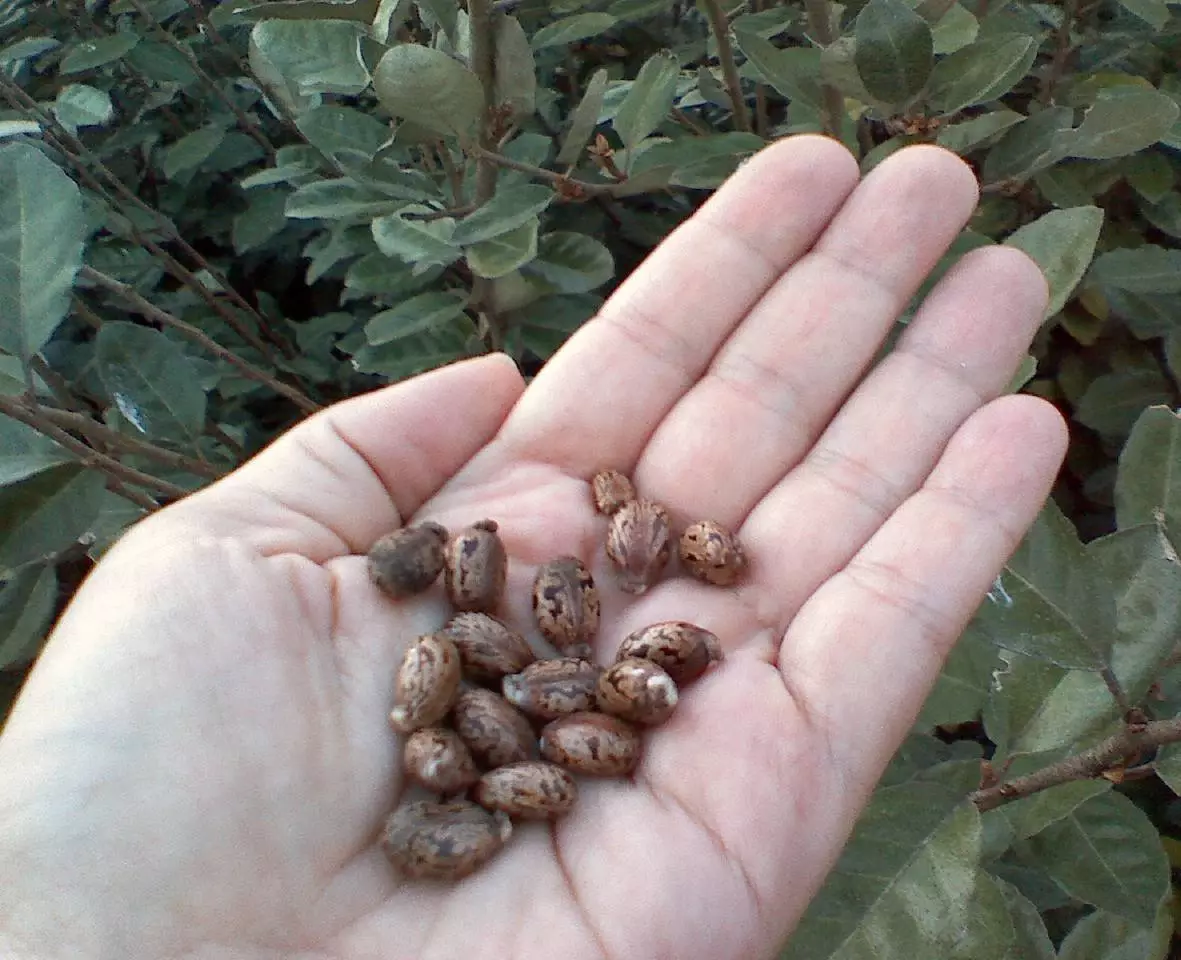 Fasulet e ricinit janë burimi i helmit të quajtur ricin, por edhe i vajit të ricinit dhe produkteve të tjera.