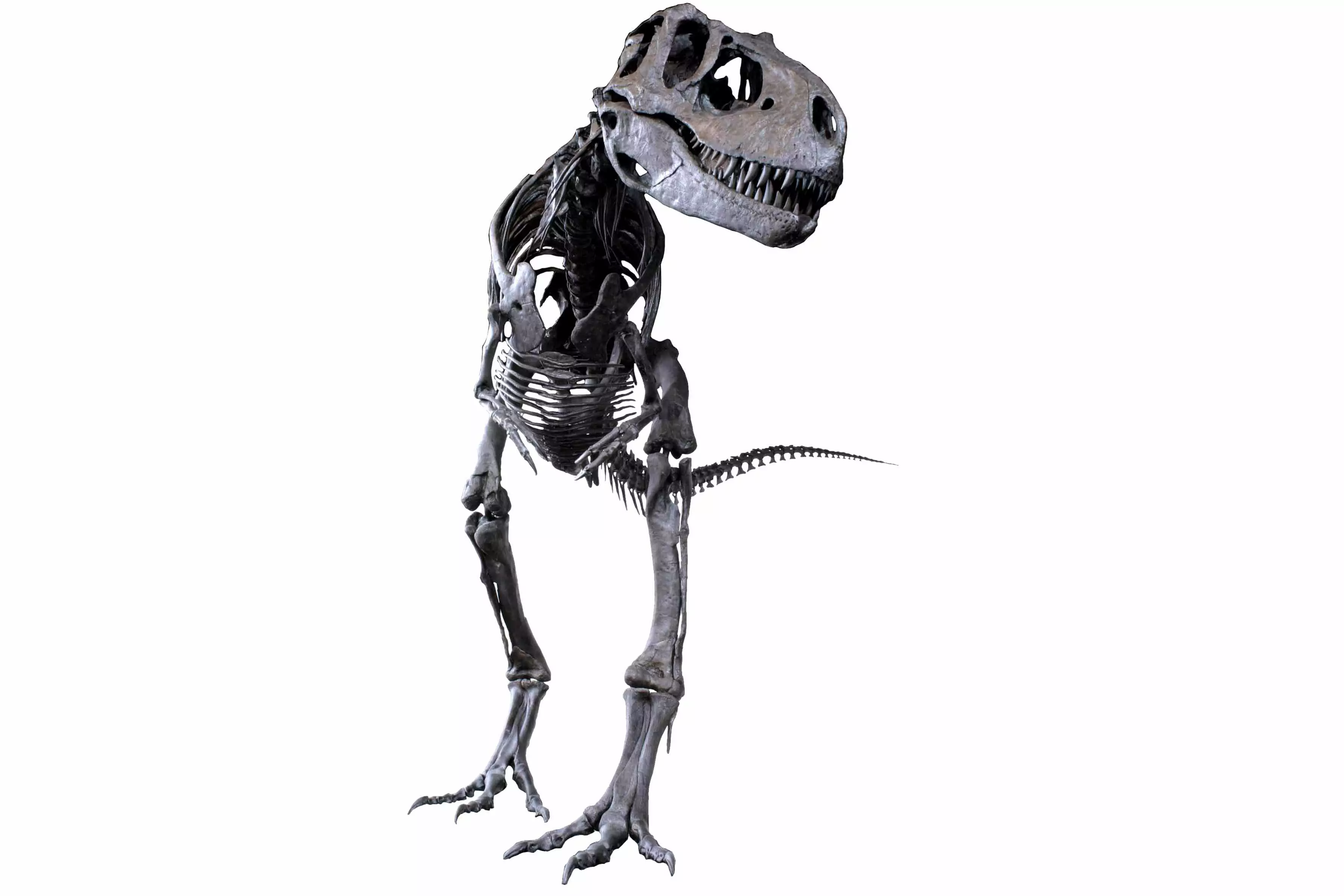 Esqueleto fundido de albertosaurio en Colorado