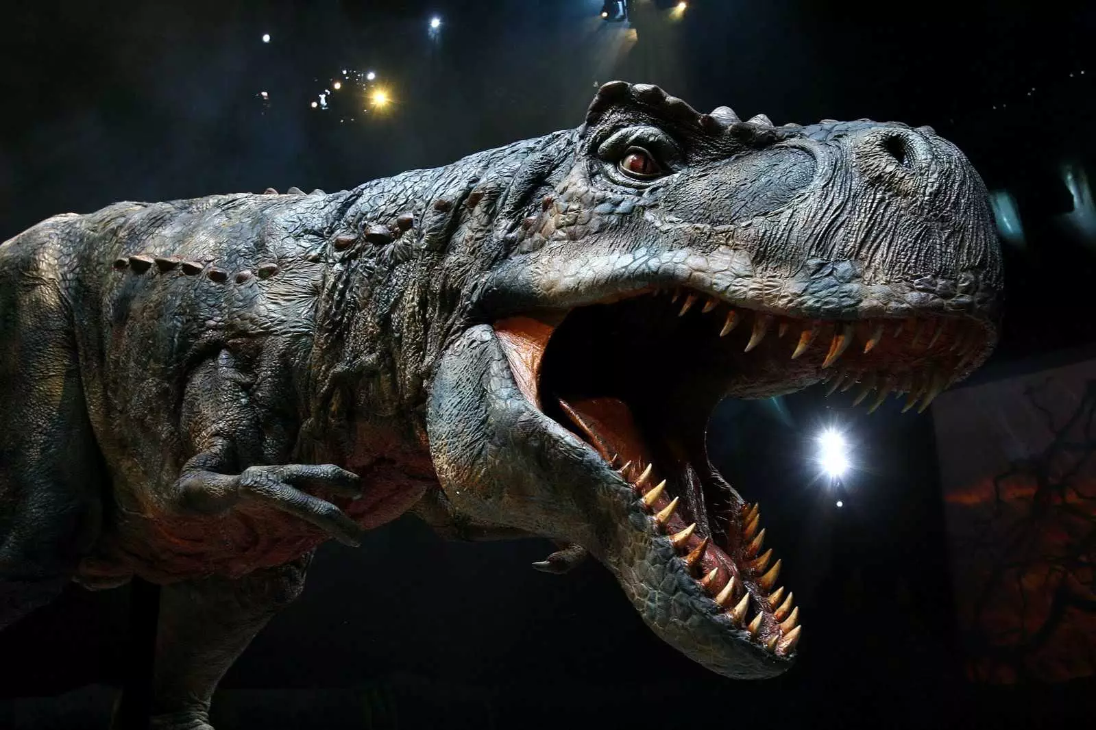 En modell av gorgosaurus, som istället kan vara ytterligare ett exempel på albertosaurus