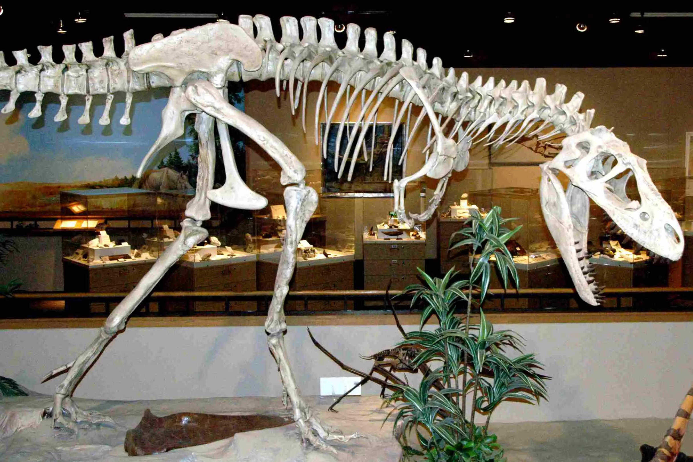 Ett skelett från Albertosaurus