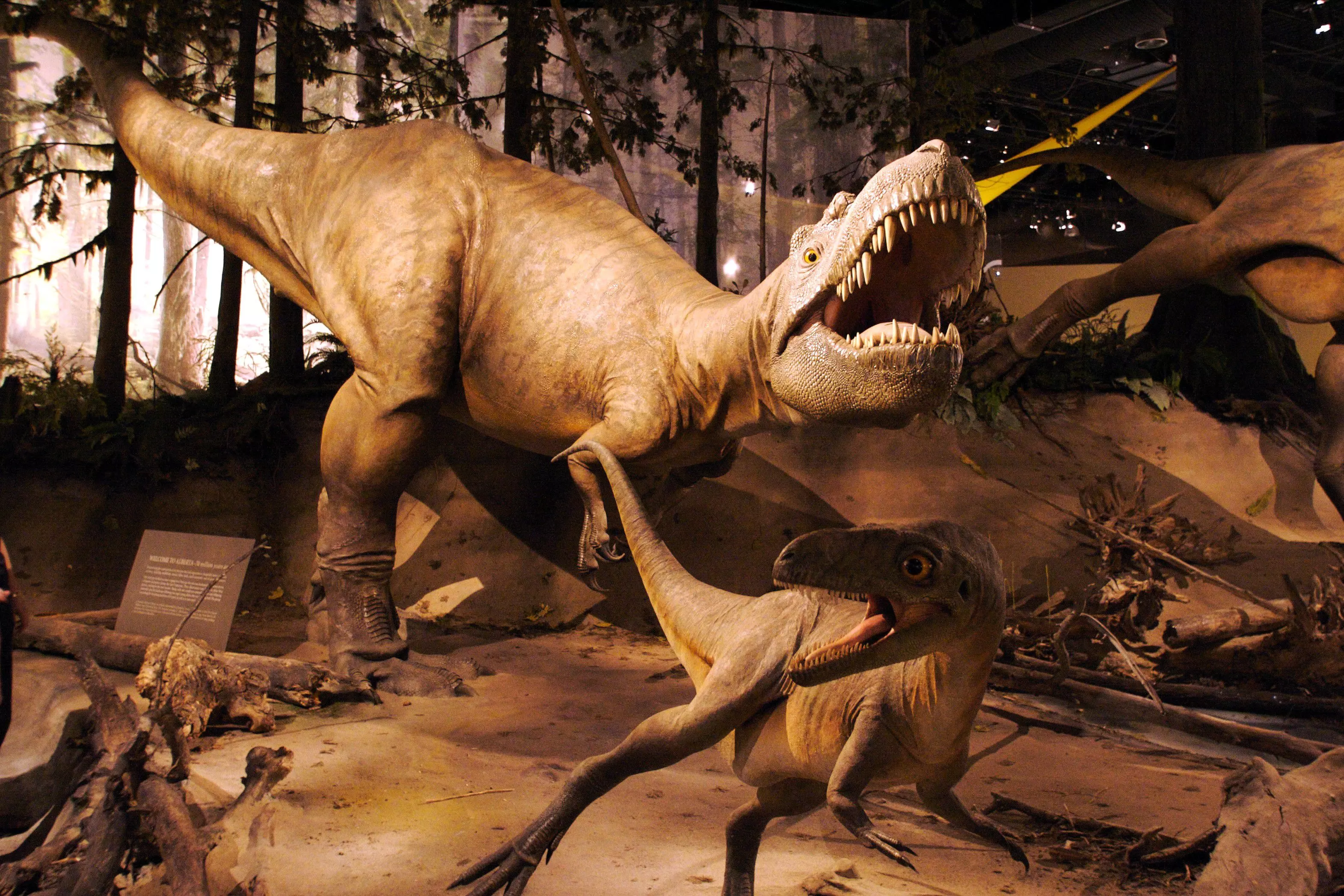 En albertosaurusmodell som jagar efter mindre dinosaurier