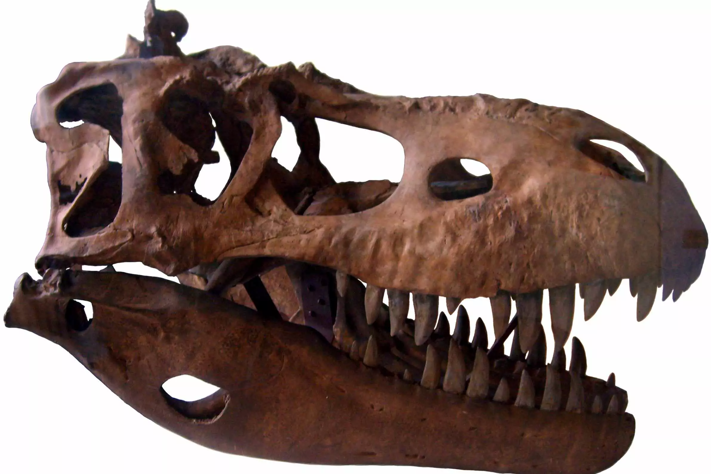 Lebka Albertosaura odliata v Geologickom múzeu v Kodani