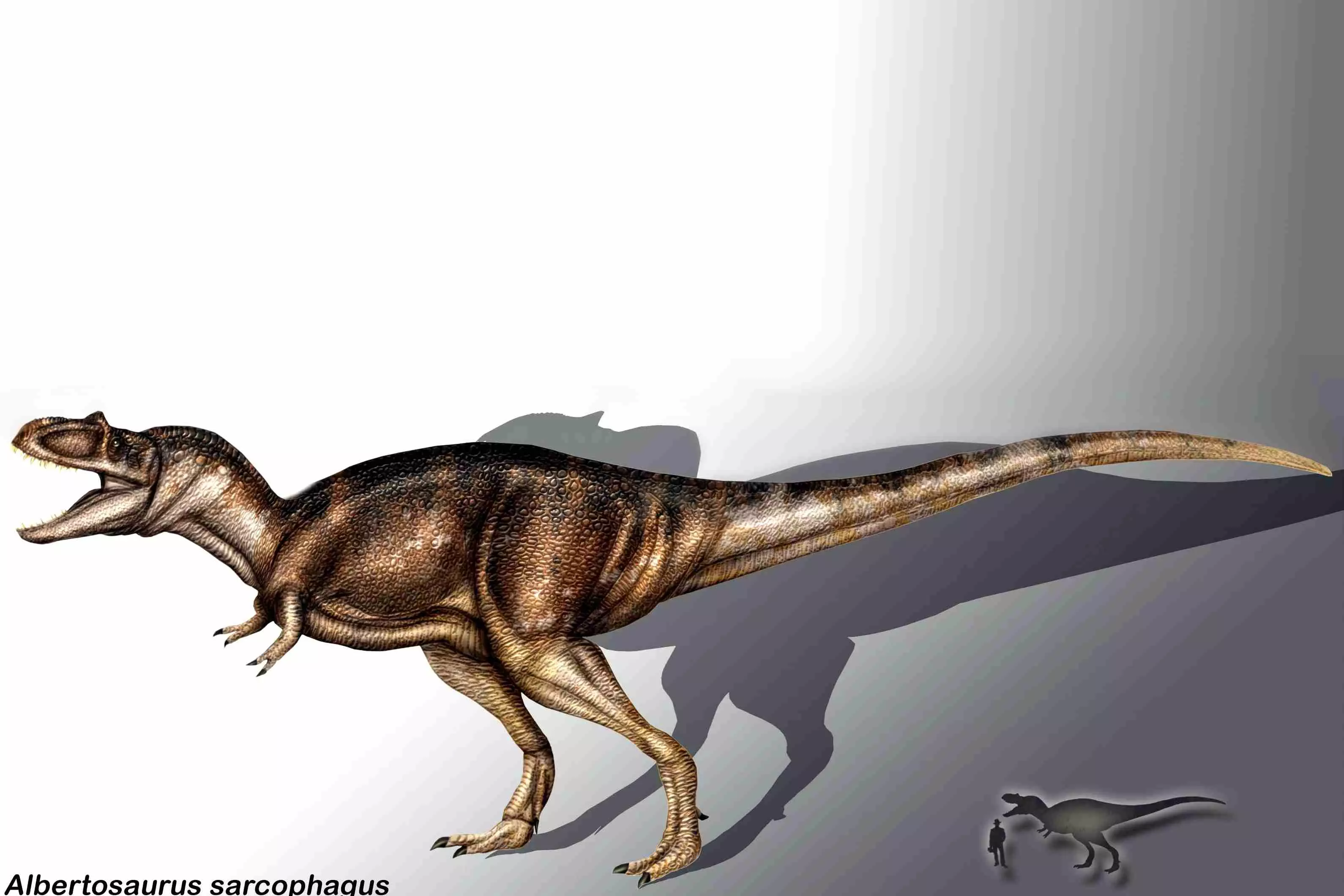 Albertosaurus visas i skala tillsammans med en mänsklig hane