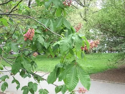 Červený Horsechestnut