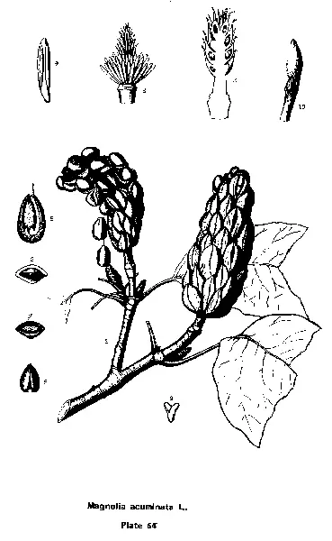 Cucumbertree, Tangkal umum di Amérika Kalér 15460_1