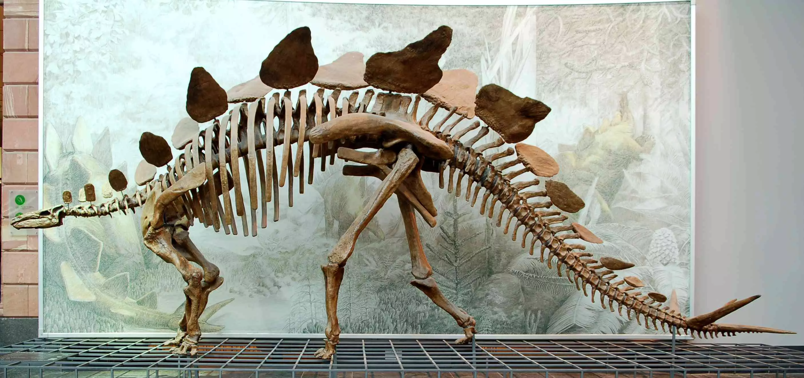 Cast fan in Stegosaurus stenops skelet