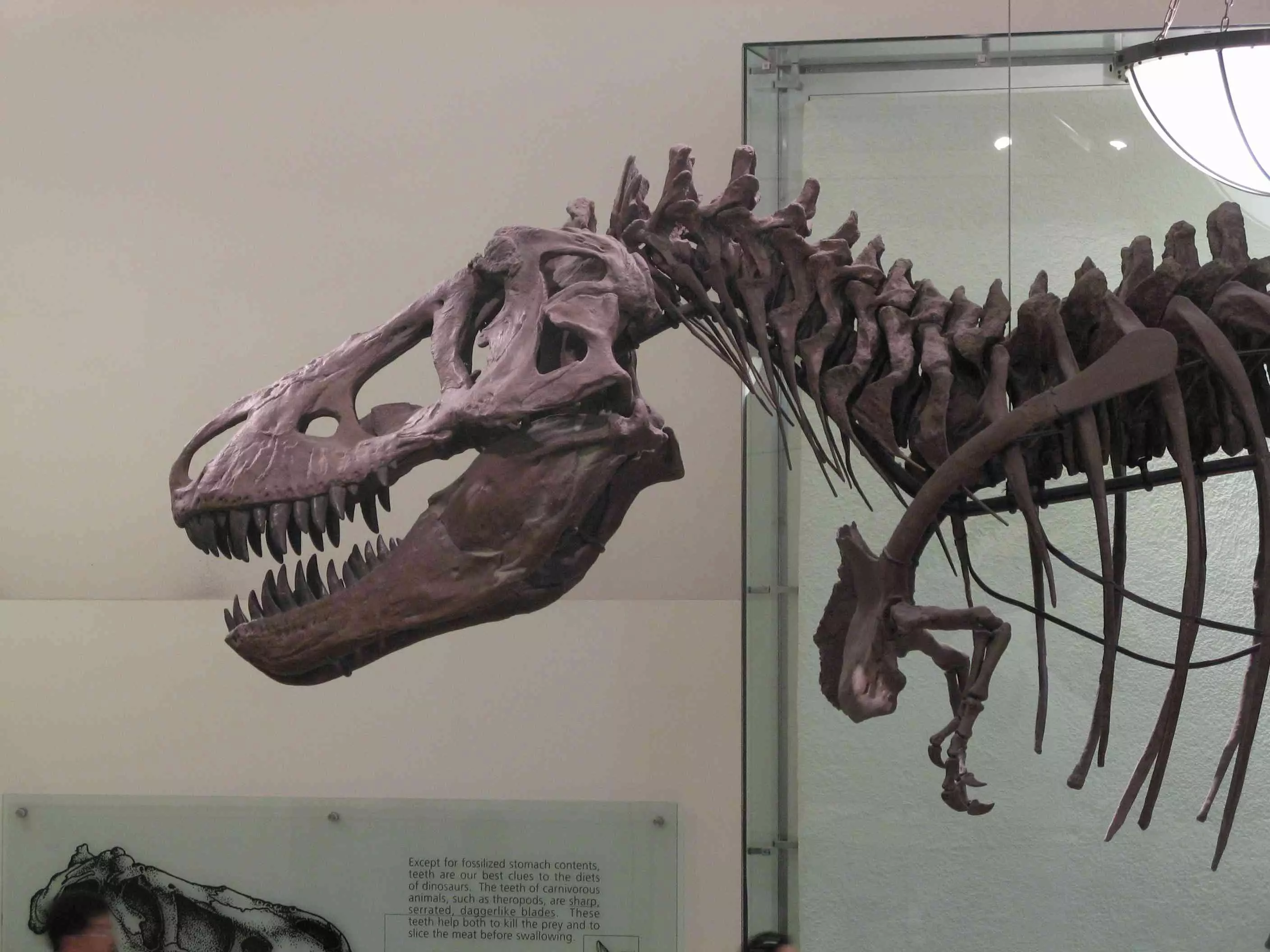In tyrannosaurus dinosaurus yn it natuerhistoarysk museum, NYC