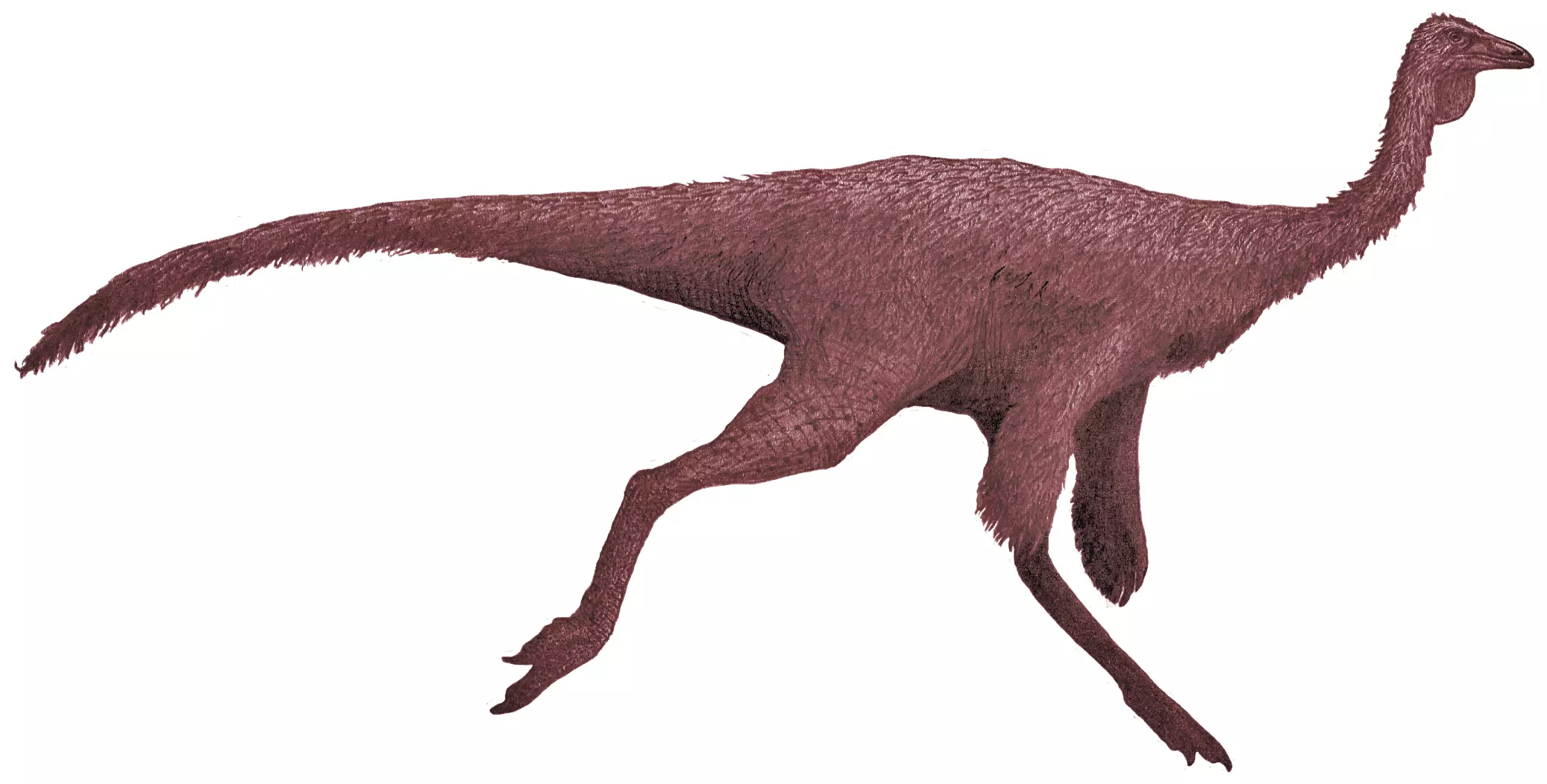 Ornithomimus libben rekonstruksje