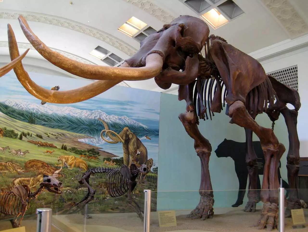 Utah ස්වභාවික ඉතිහාස කෞතුකාගාරය Mammoth
