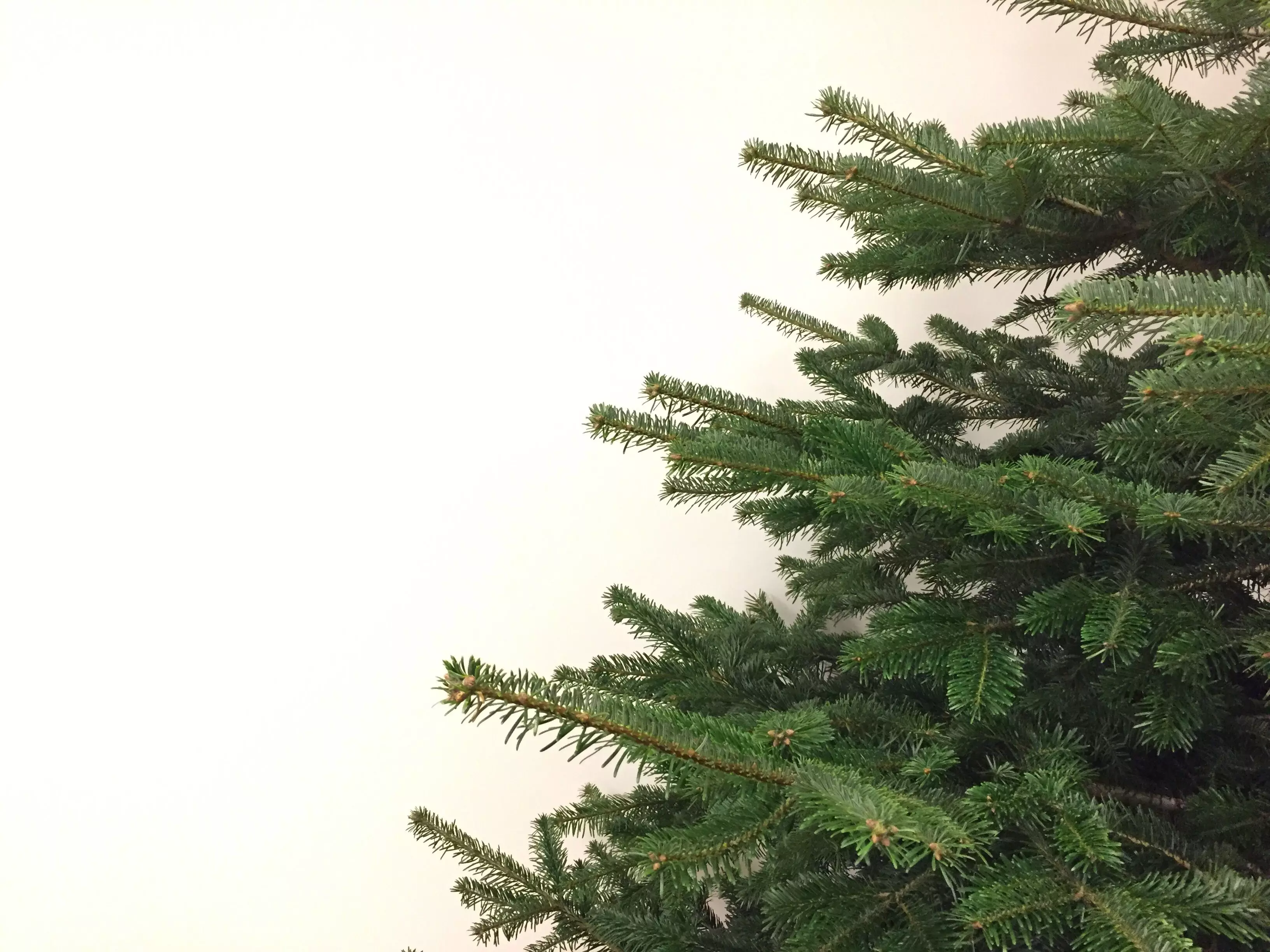 9 שלבים להצגת עץ חג המולד חי