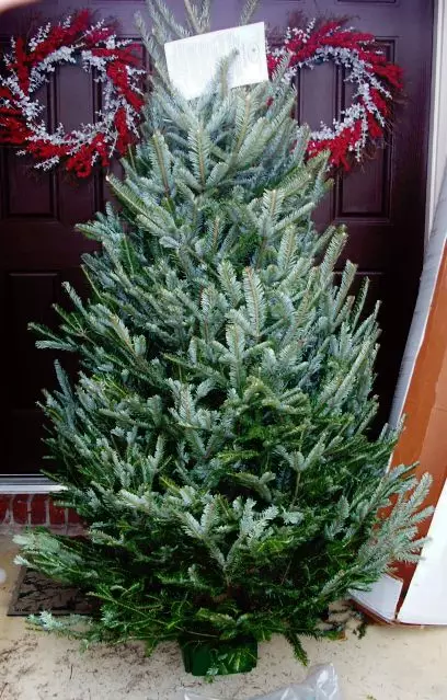 Tìm hiểu cây thông Noel của bạn - Mẹo cho những người yêu cây thông Noel thực sự 15514_2