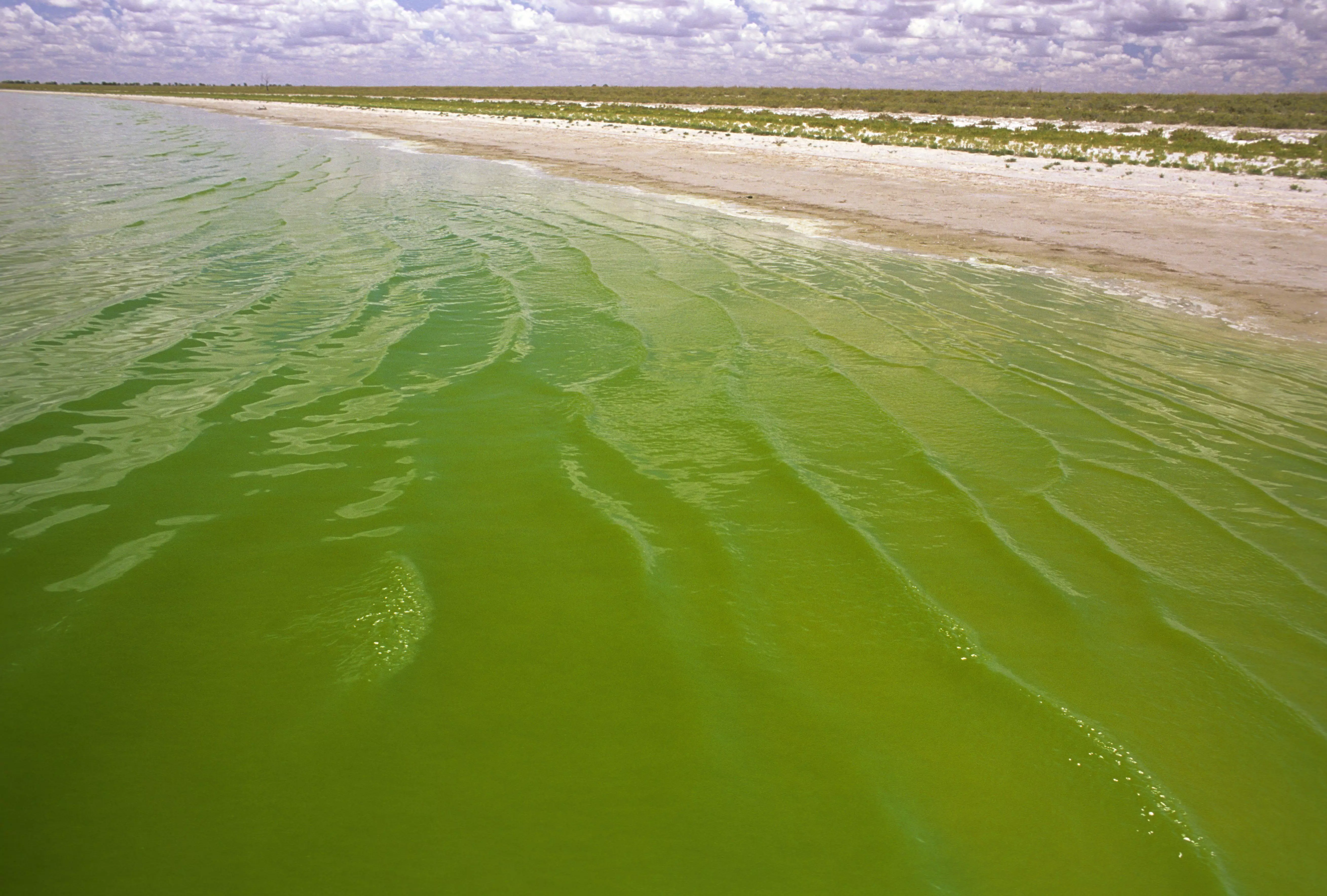 富營養化導致藻華。藻類阻擋光線到達更深的水域。當它們死亡時，細菌過度生長會使水脫氧，形成死區。