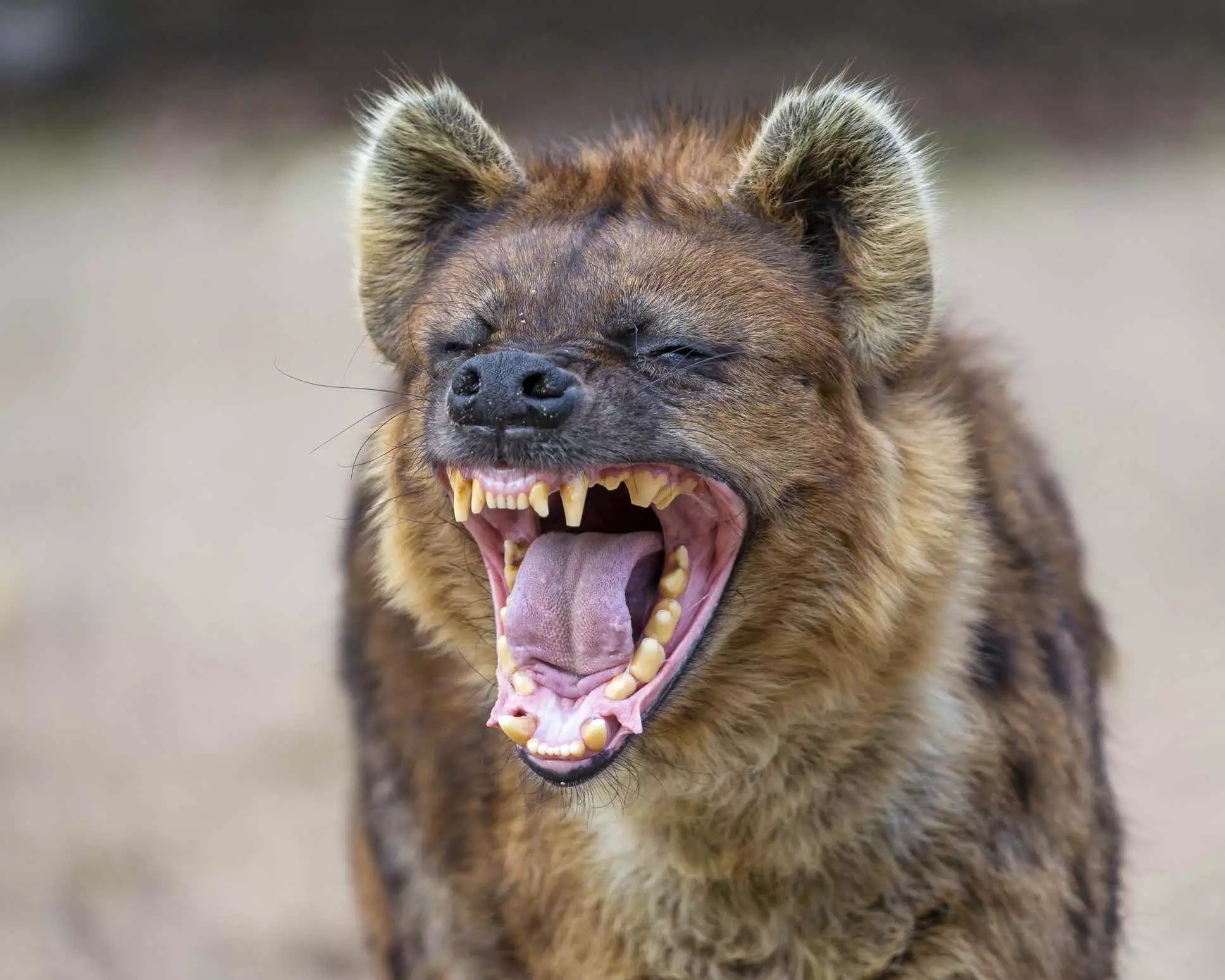 Hyena Yawn