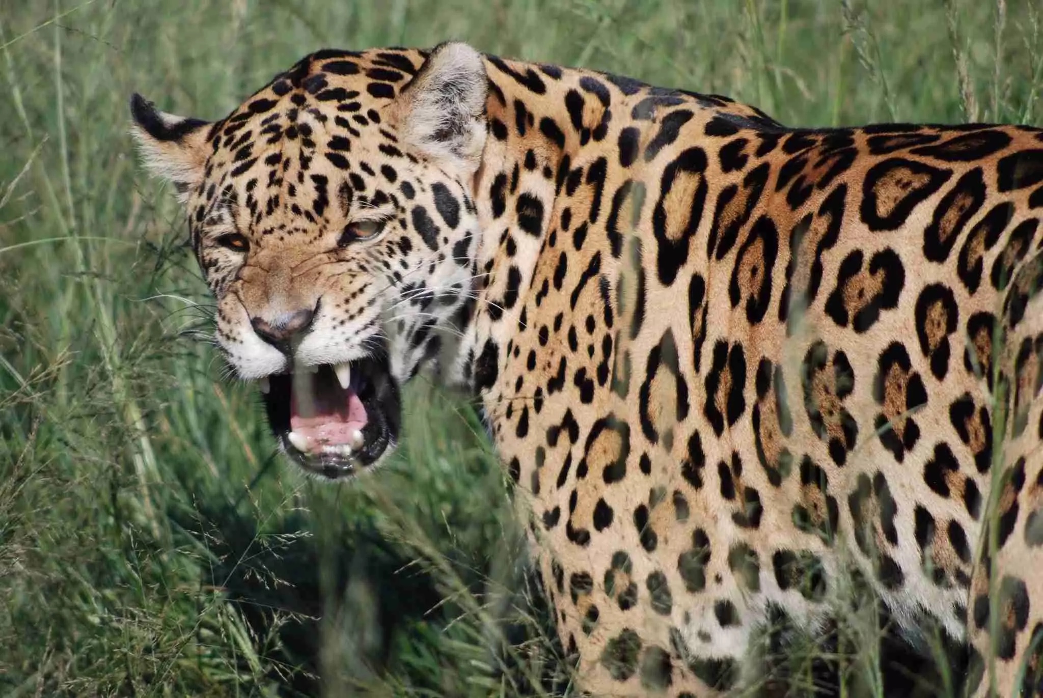 Jaguar