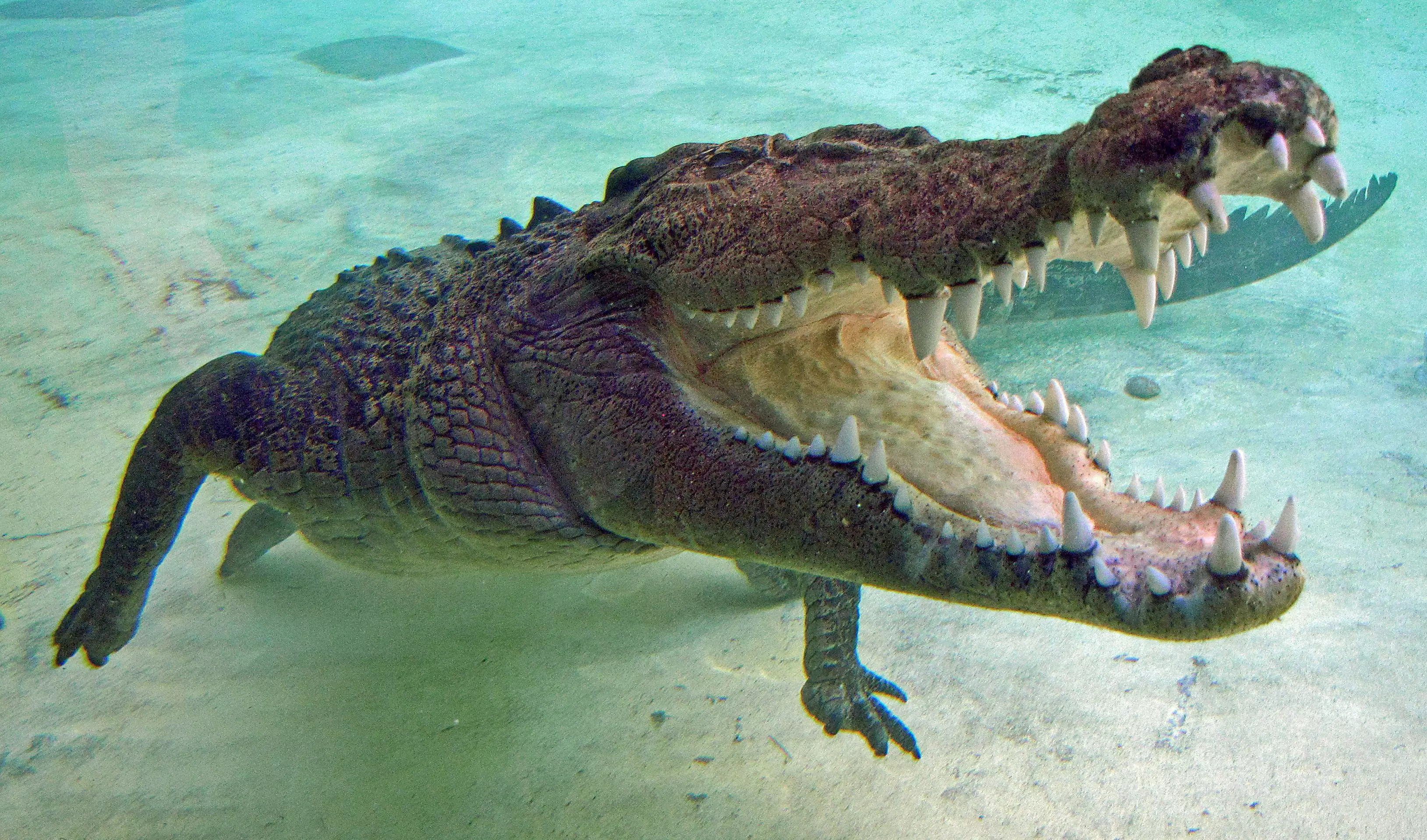 Gishiri Croc