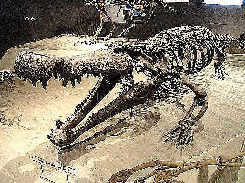 deinosuchus