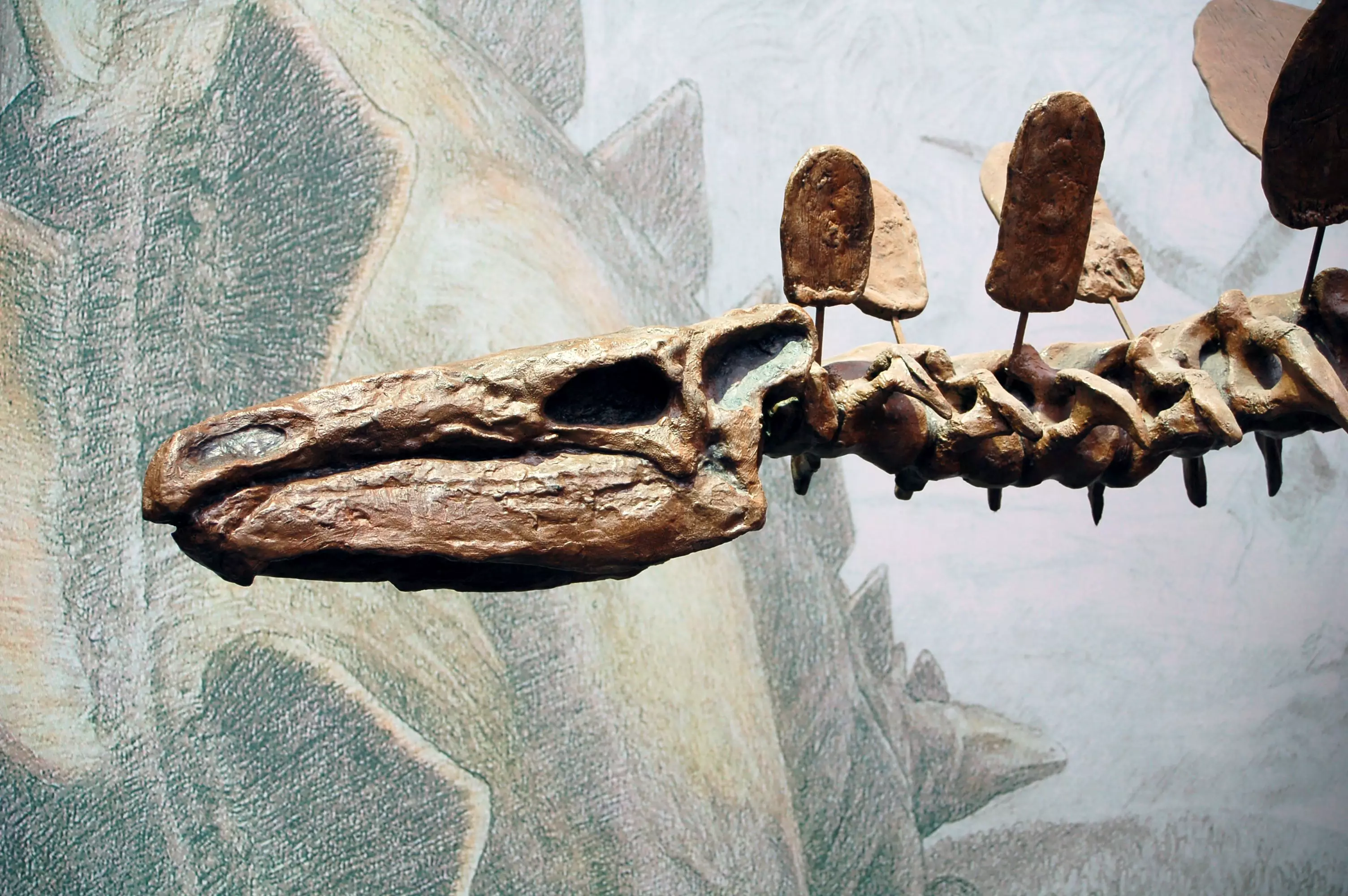 Det lille kranium af stegosaurus kan kun passe til et minimalt sind