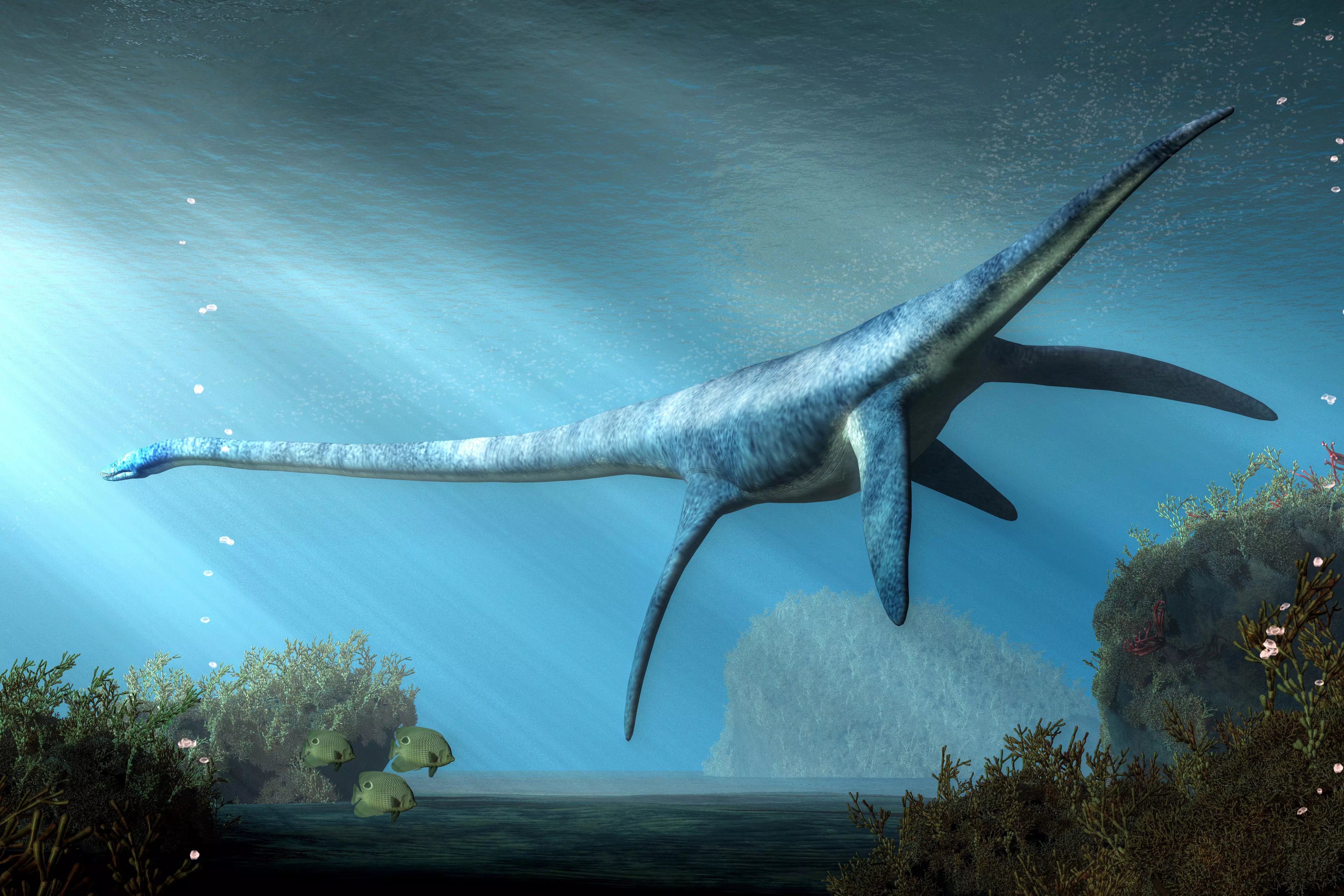 Elasmosaurus jgħum f'ilma baxx fi rendering 3D