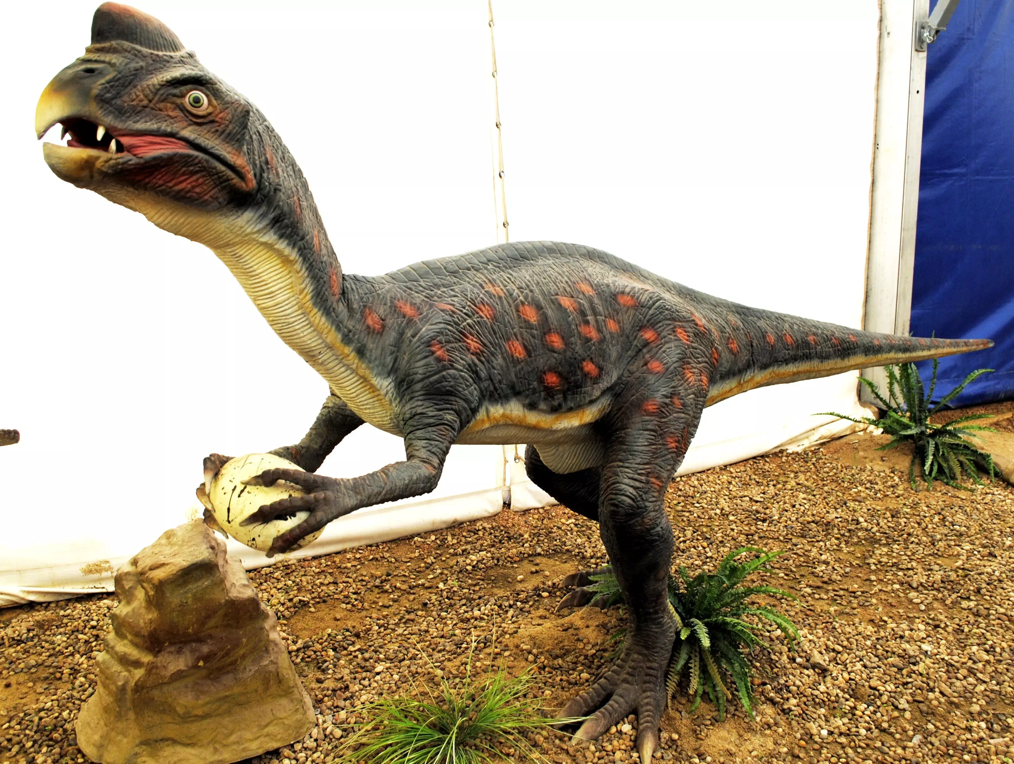 ایک بار انڈے کے چور، oviraptor کا لیبل لگا دیا گیا، جس کی تصویر یہاں انڈے کے ساتھ دی گئی ہے، تمام الزامات سے صاف ہو گیا ہے۔