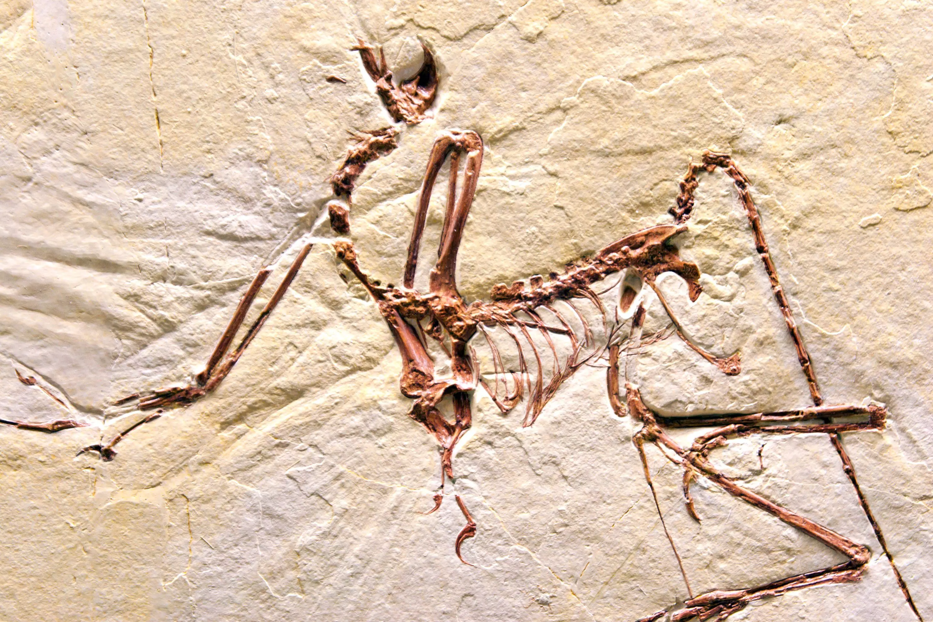 Ấn tượng bằng đá cẩm thạch về hóa thạch compsognathus