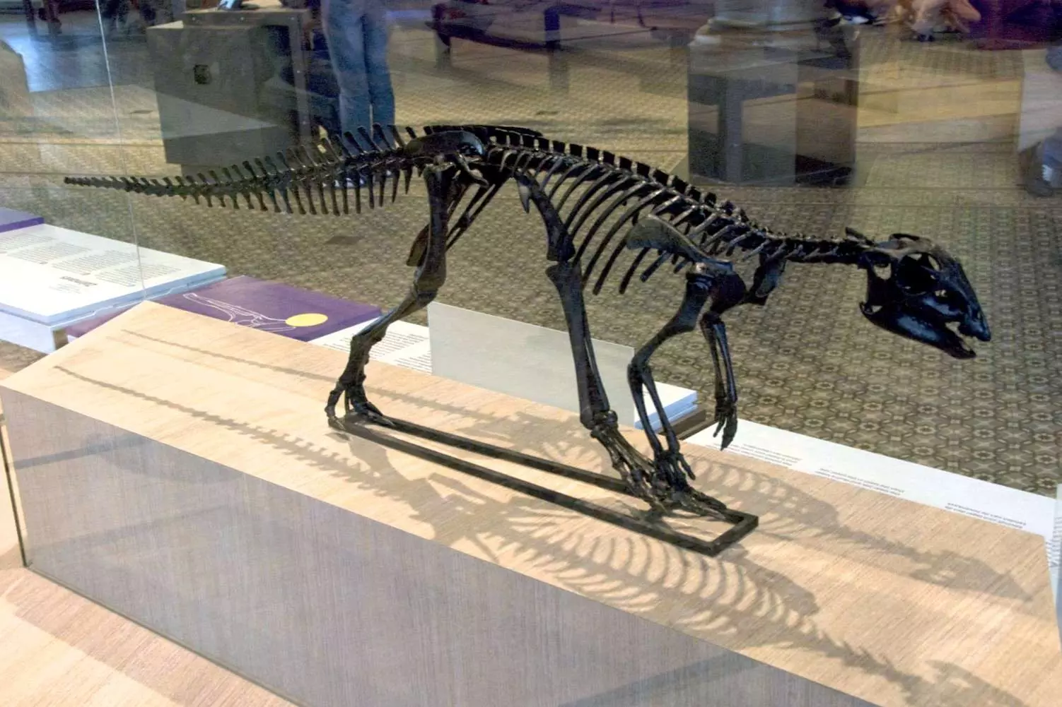 Uzmontēta hipsilofodona skeleta kopija Briseles Zinātnes institūtā