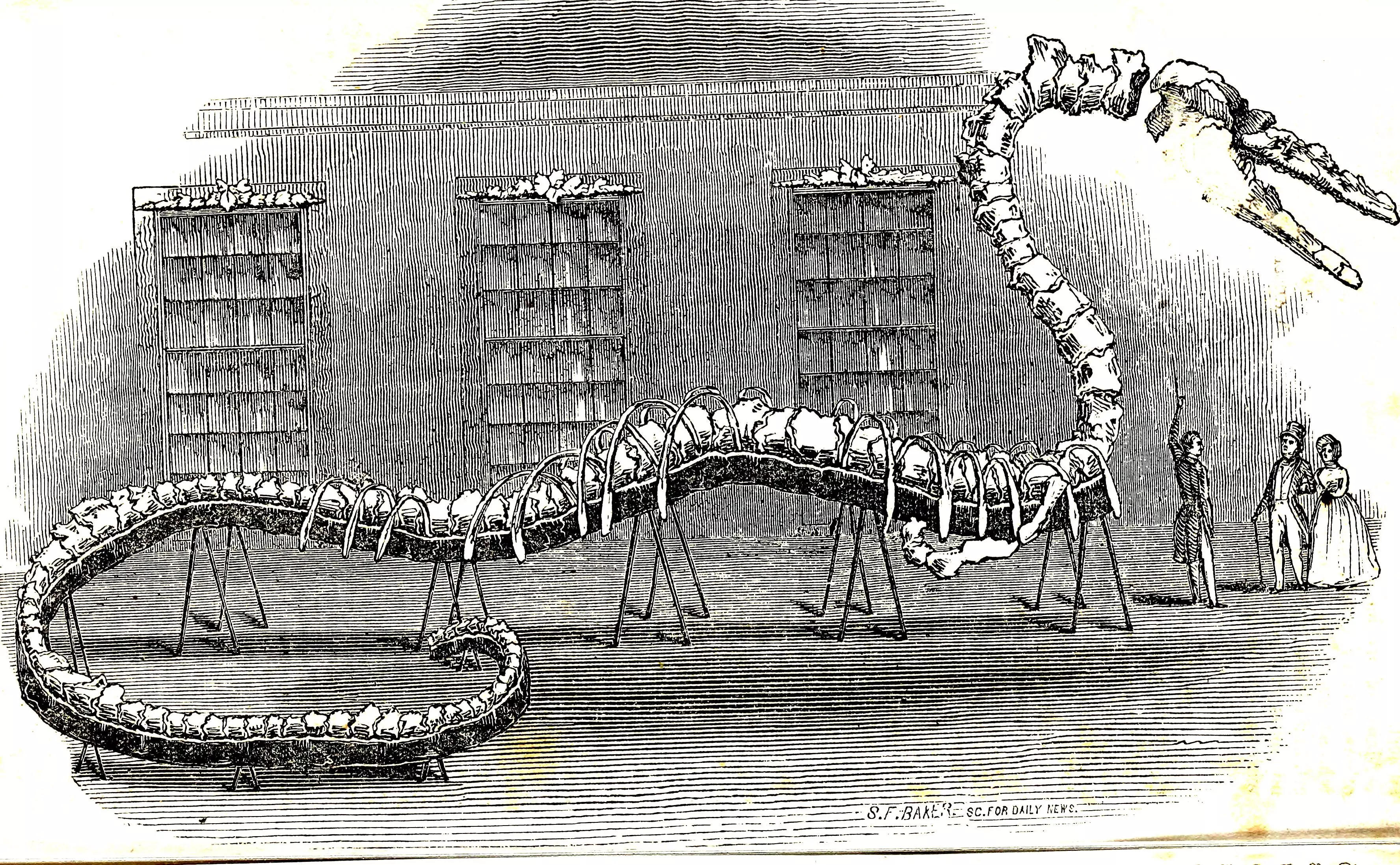 En teckning av skelettet av den bedrägliga hydrarchos, eller den stora fossila sjöormen