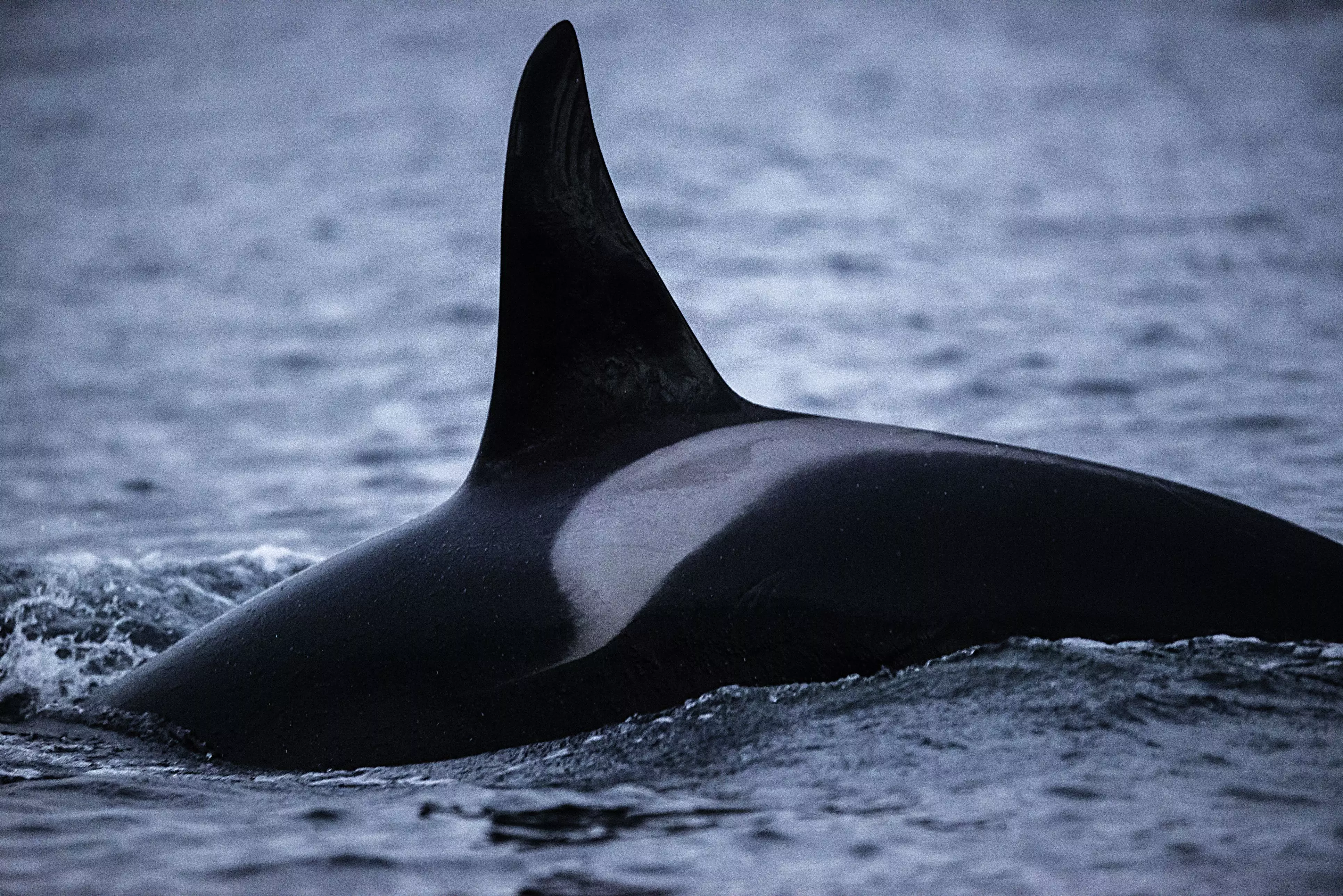 Deui hiji orca, némbongkeun sirip dorsal jeung sela nyirian nu bisa dipaké pikeun ngaidentipikasi individu