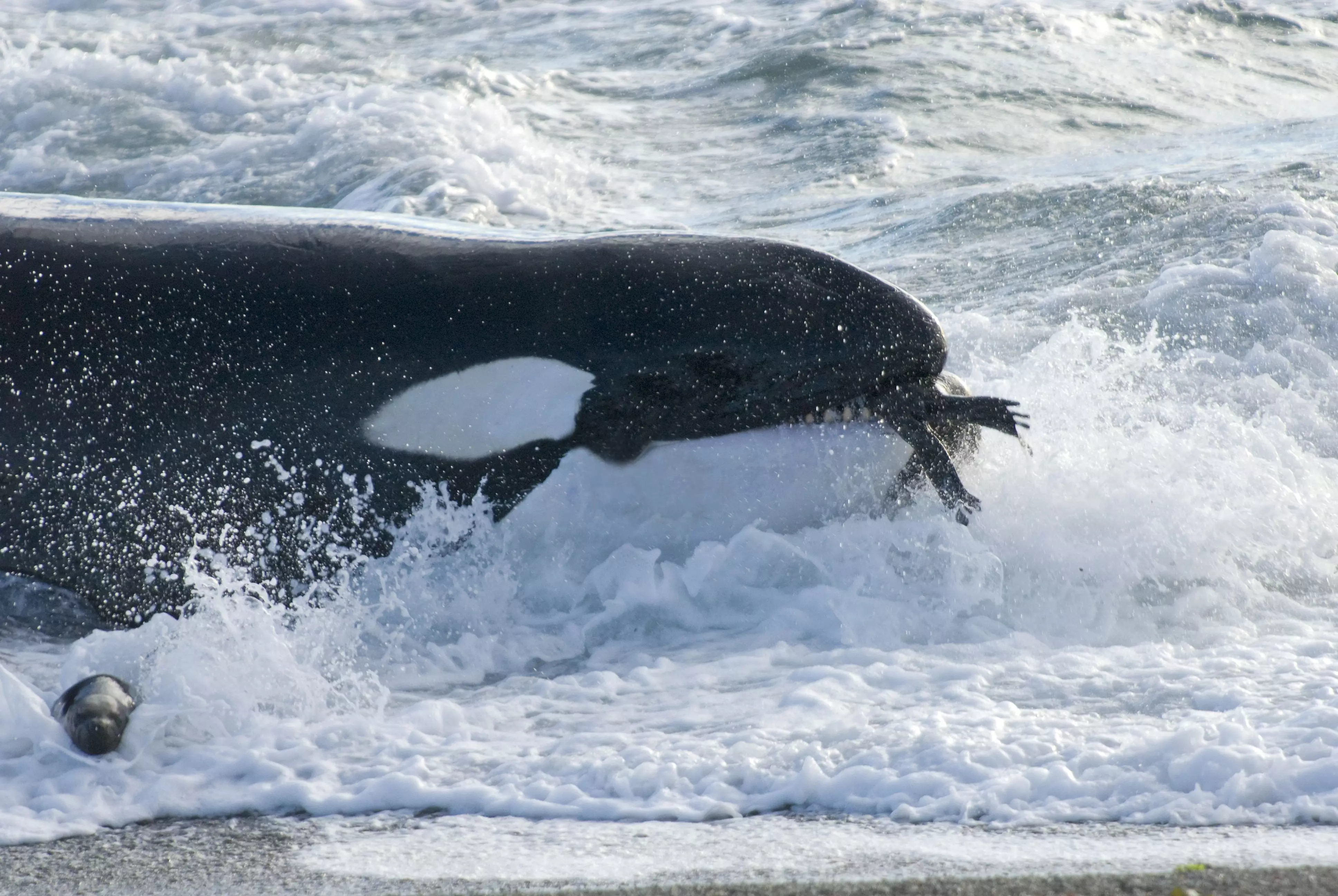 虎鲸 (Orcinus orca) 与幼年南海狮 (Otaria flavescens) 在嘴里, 巴塔哥尼亚, 阿根廷, 大西洋