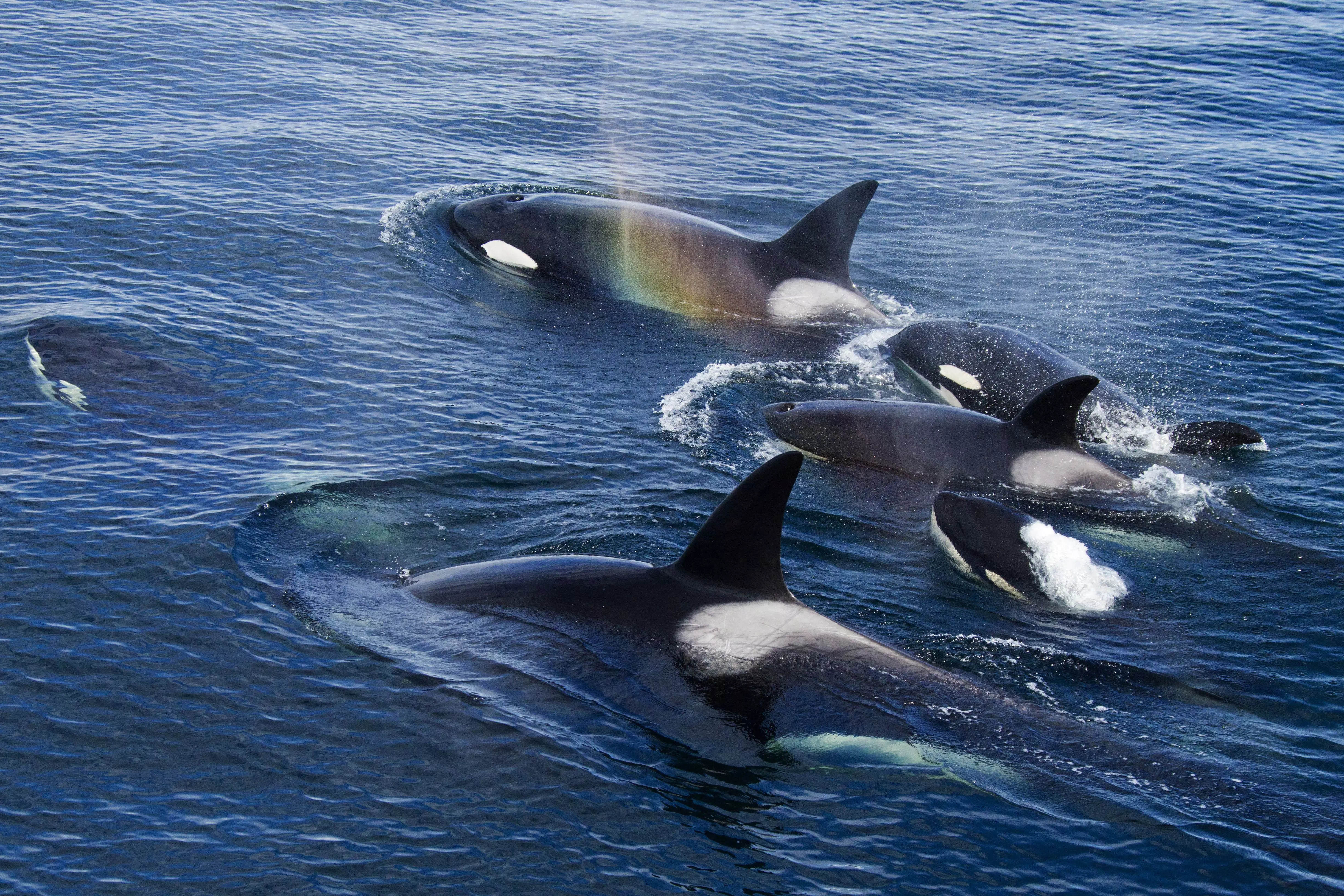 Koma orkayan, Frederick Sound, Alaska, USA