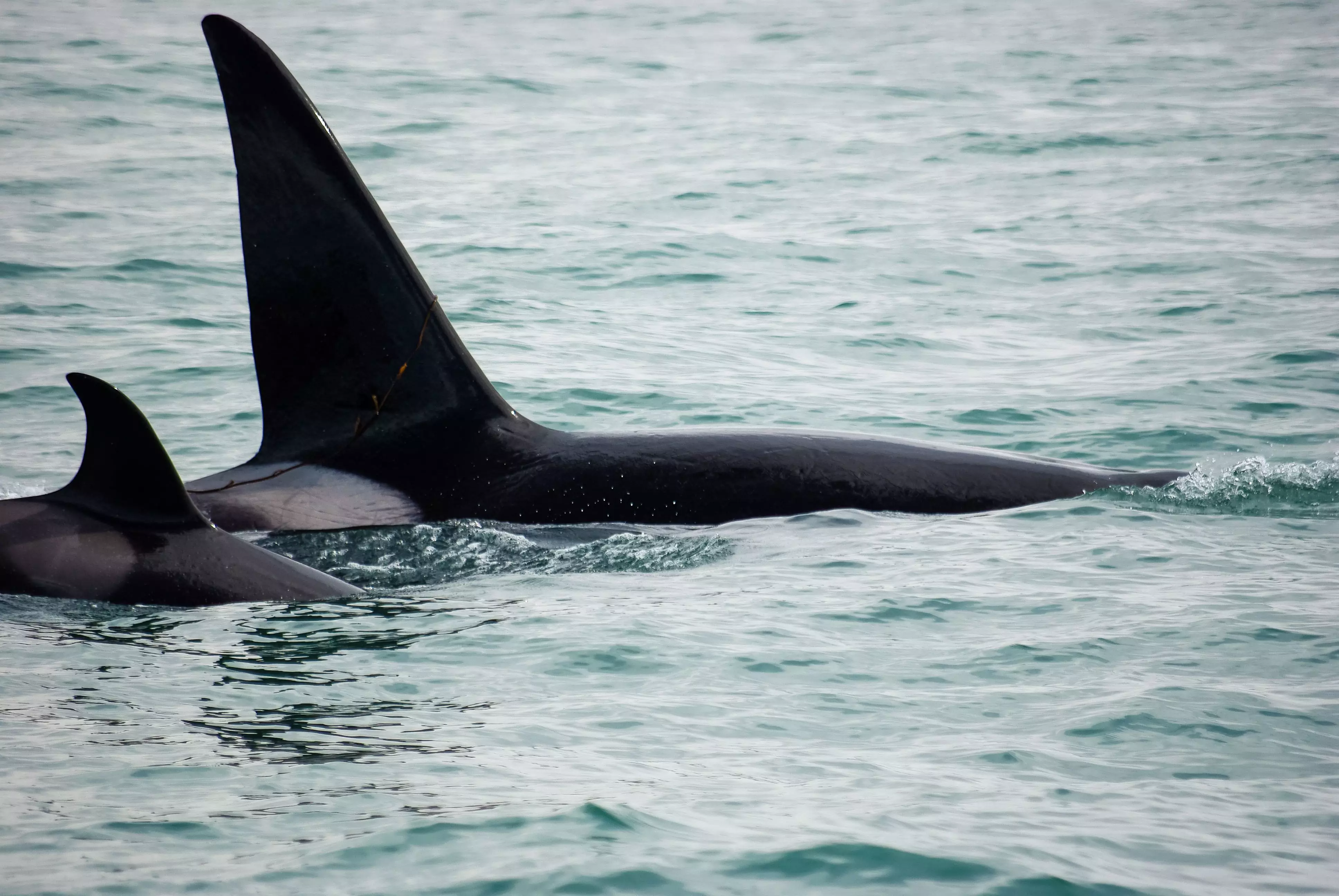 Namiji da na mata Orcas