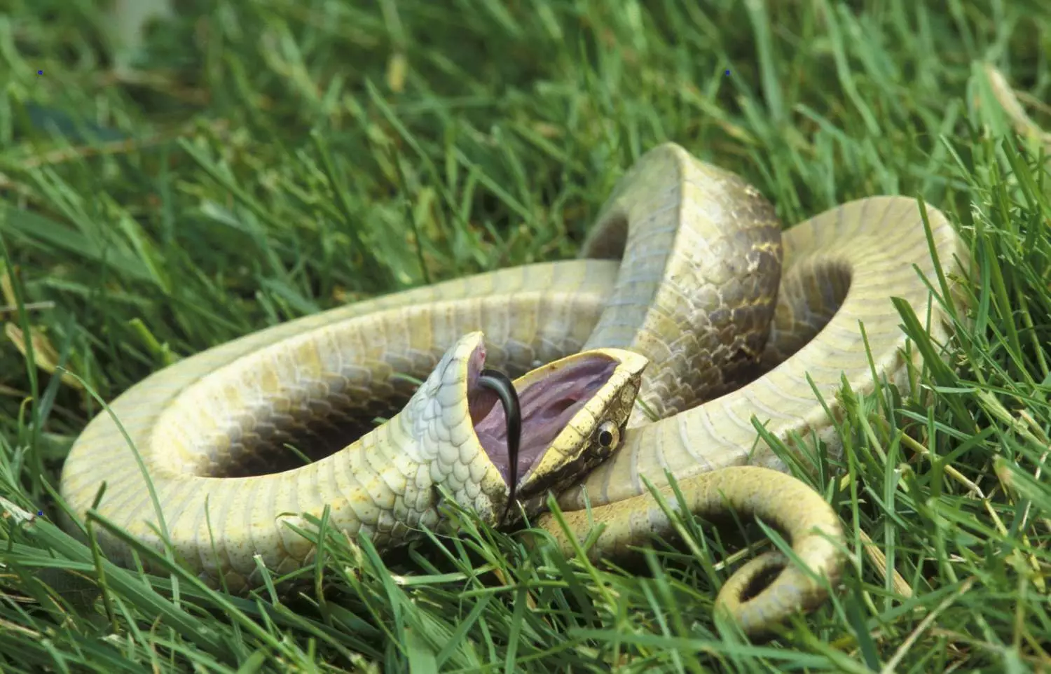 Snake Playing Dead