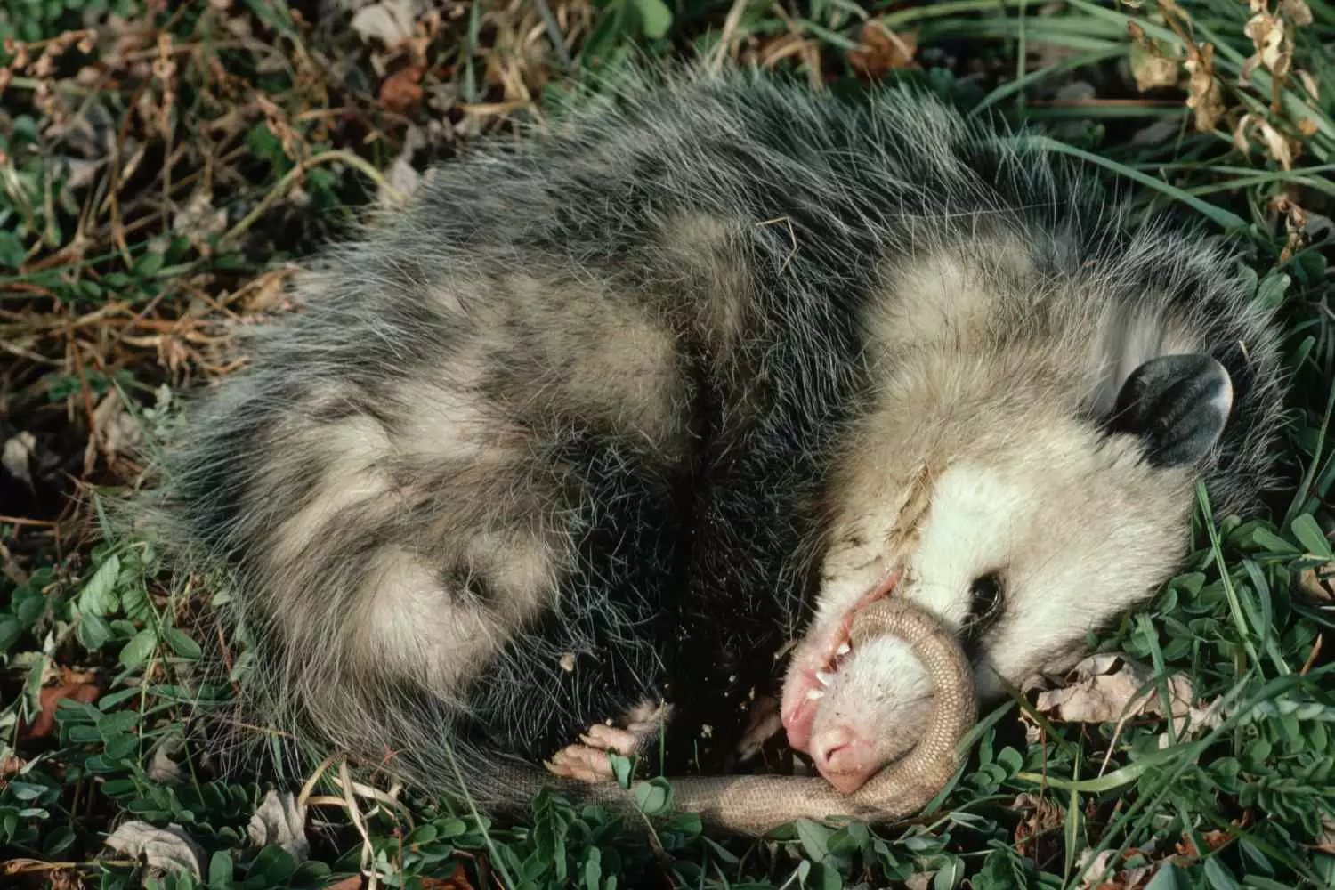 Virginia Opossum ya mutu