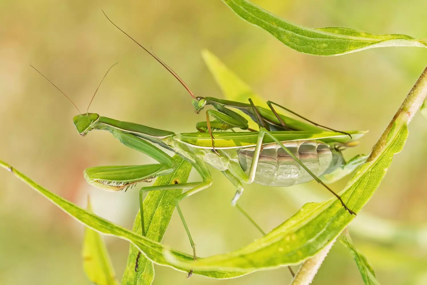 Mantis religiosa